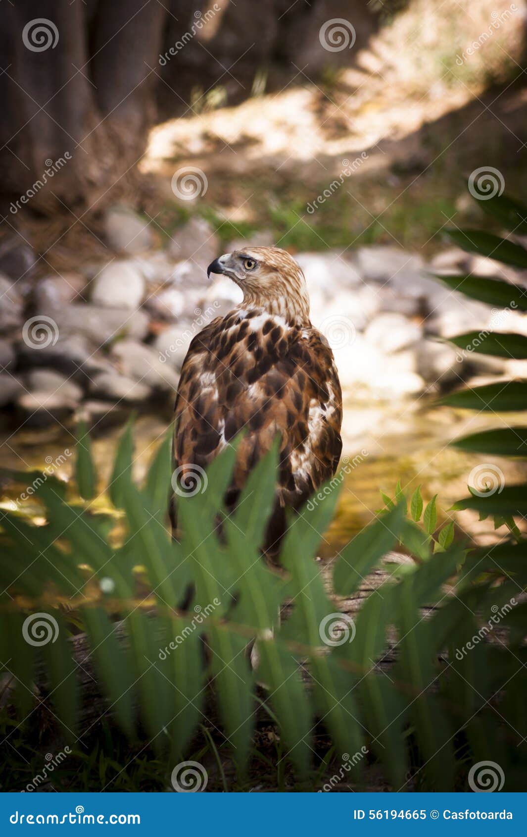 Hawk stock image. Image of animal, close, outdoors, buzzard - 56194665