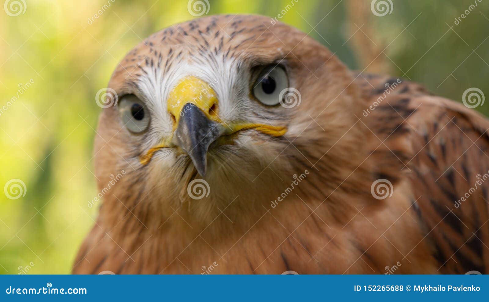 Hawk Portrait with Selective Soft Focus, on the Background of Green ...