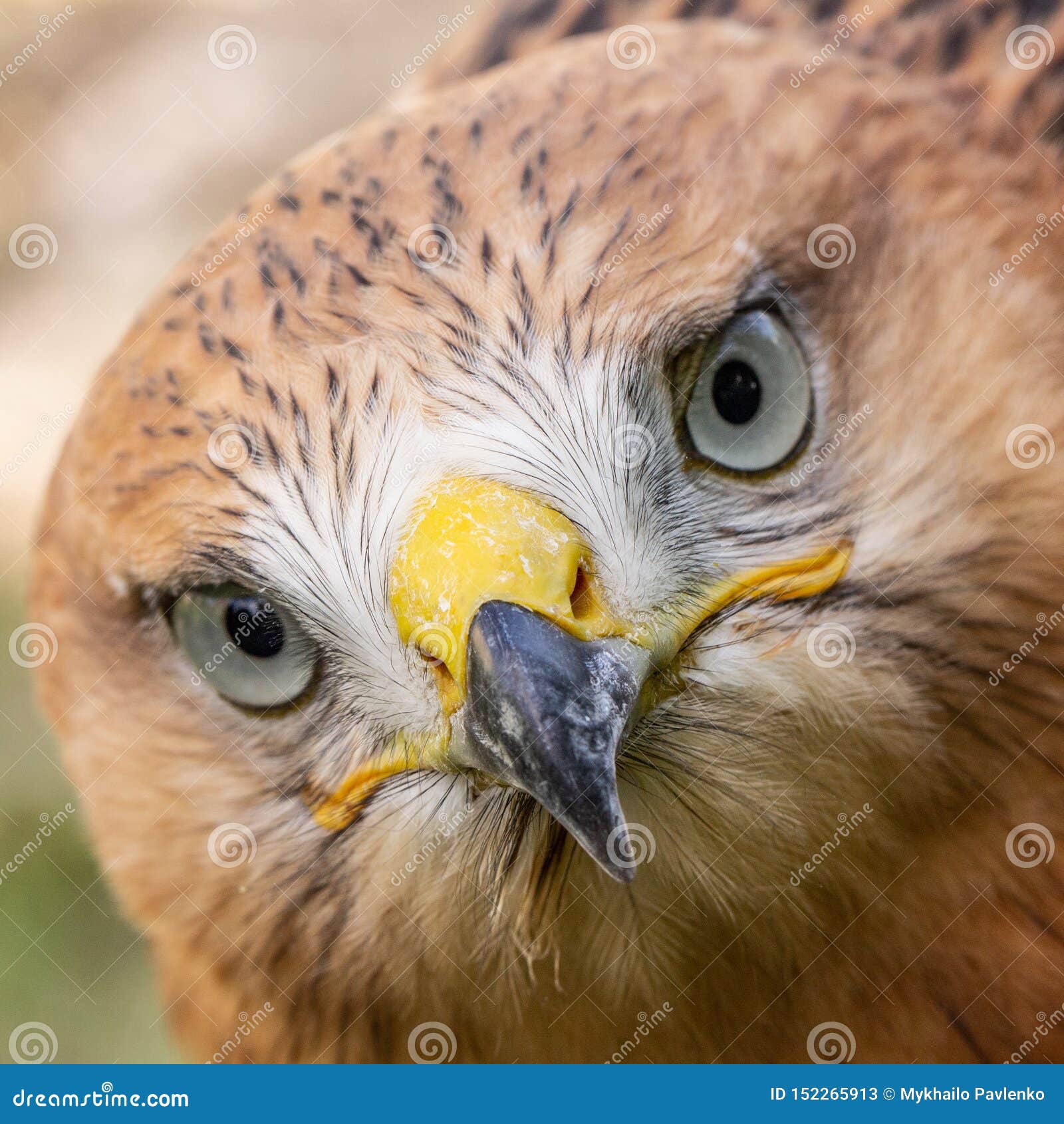 Hawk Portrait with Selective Soft Focus, on the Background of Green ...