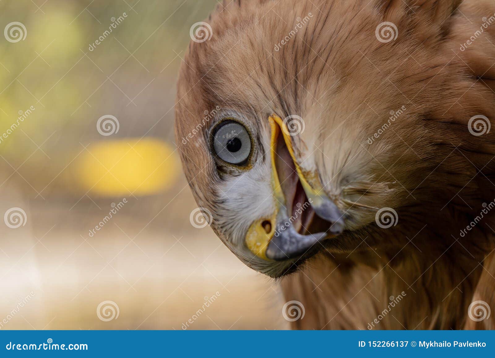 Hawk Face Images - Download 3,234 Royalty Free Photos - Page 2