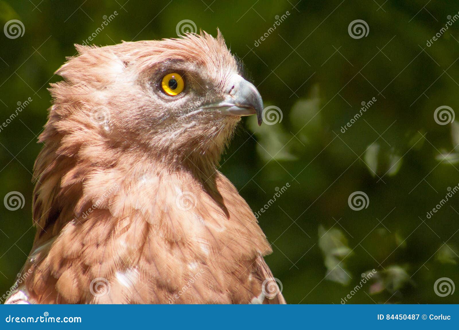 Hawk portrait stock image. Image of yellow, sharp, captivity - 84450487