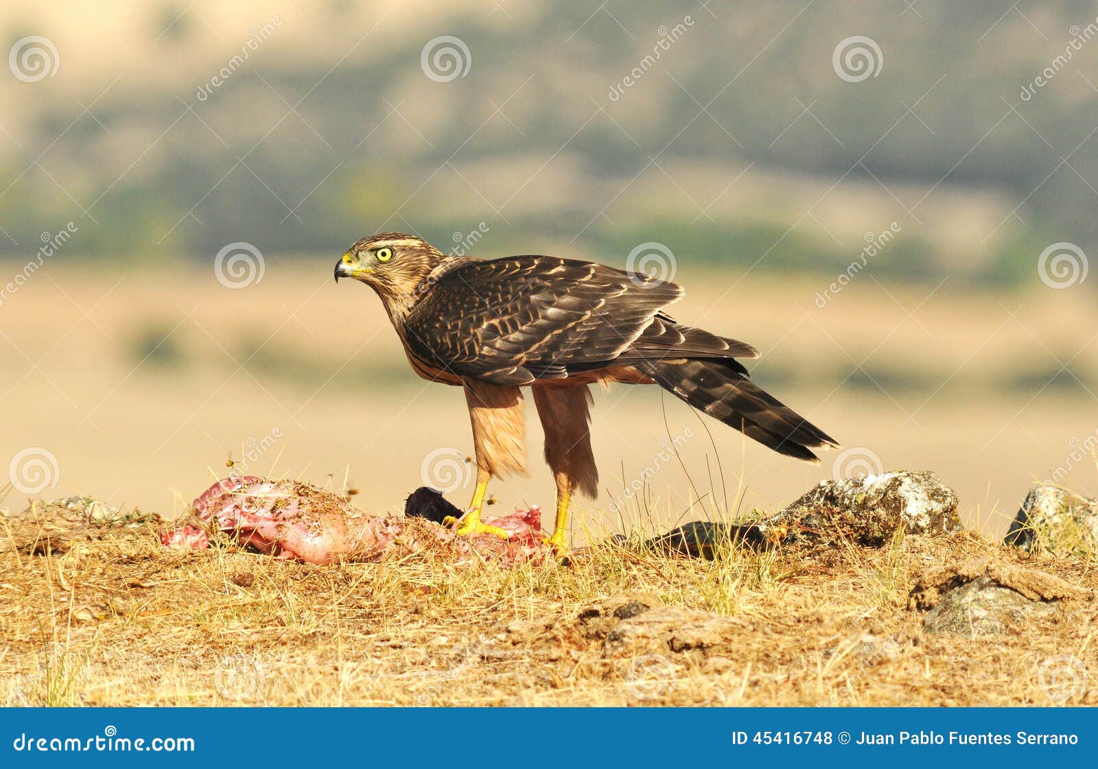 Hawk Poses with Food in the Field Stock Photo - Image of eagle, bearded ...