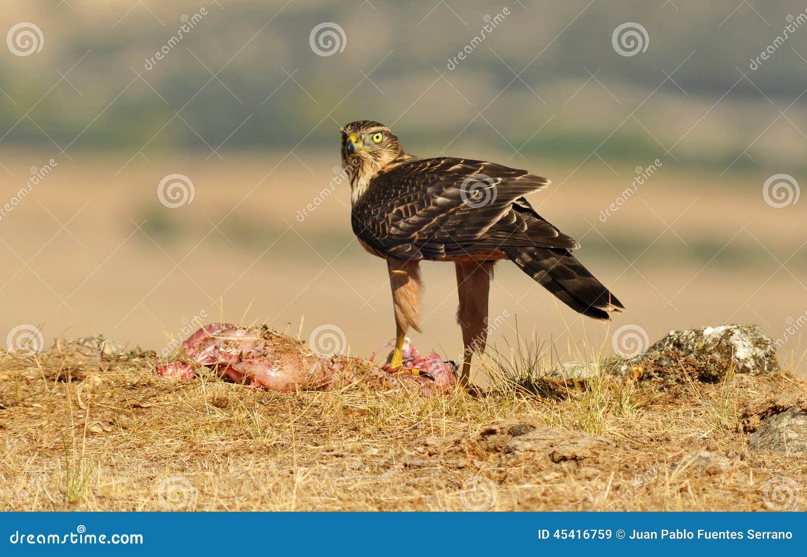 Hawk poses with food stock image. Image of beaks, hides - 45416759