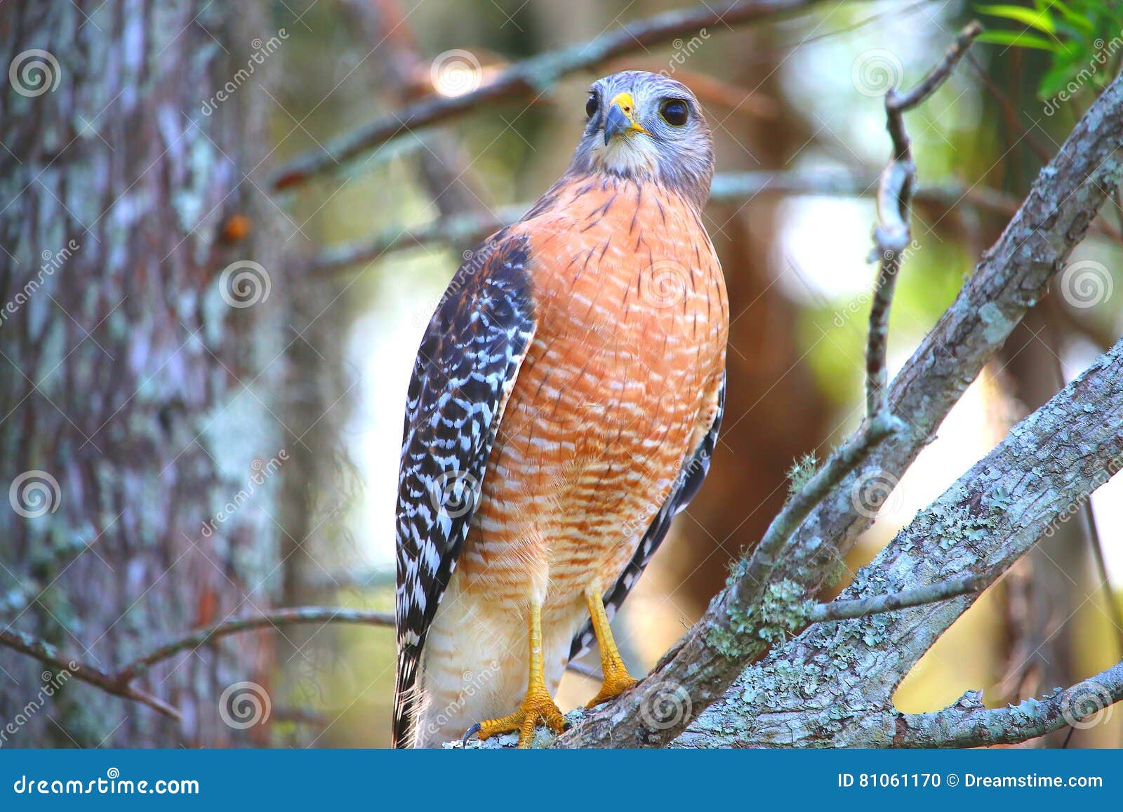 Hawk posing for the camera stock photo. Image of bird - 81061170