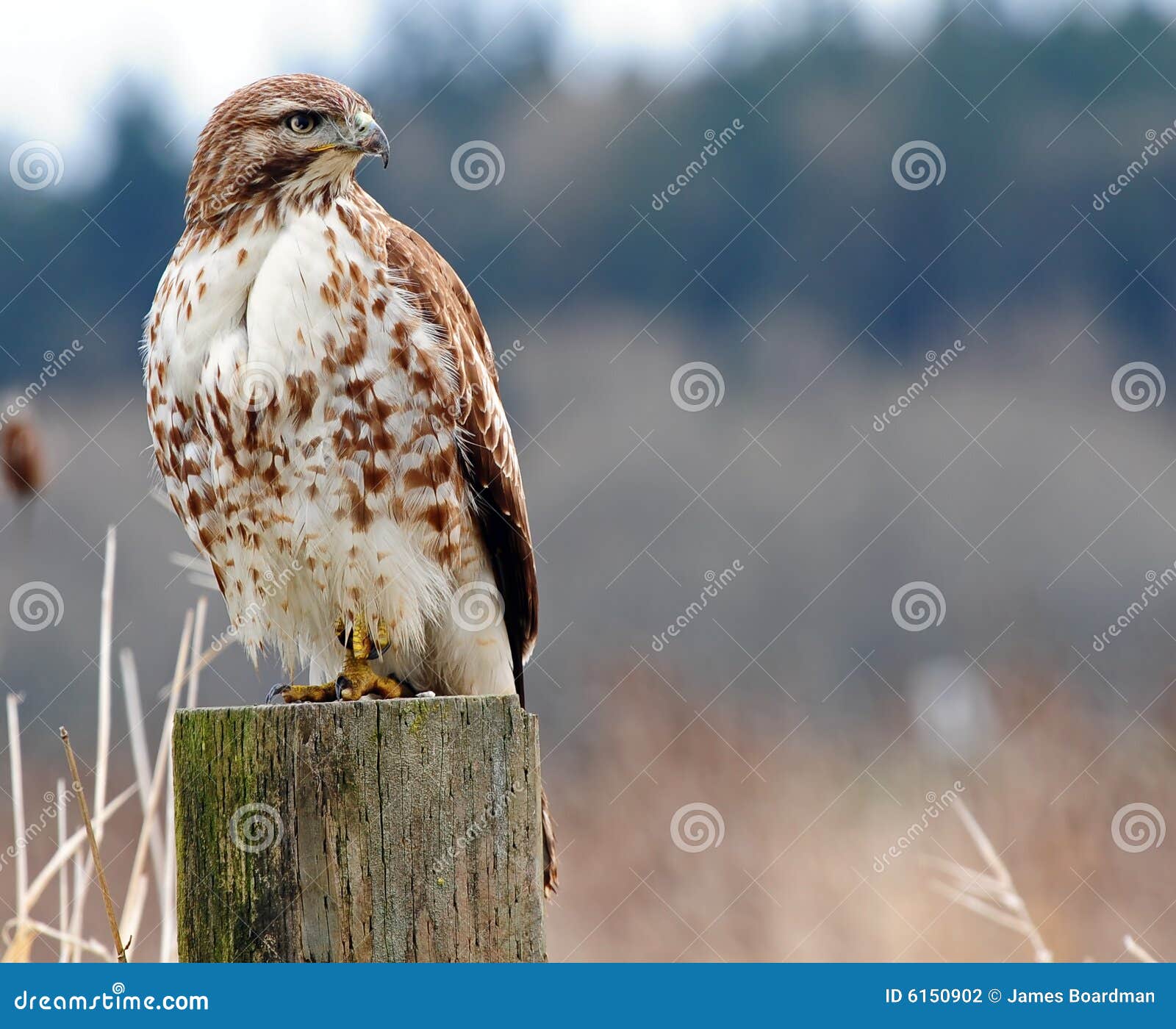 Hawk on post stock photo. Image of post, hawk, wildlife - 6150902