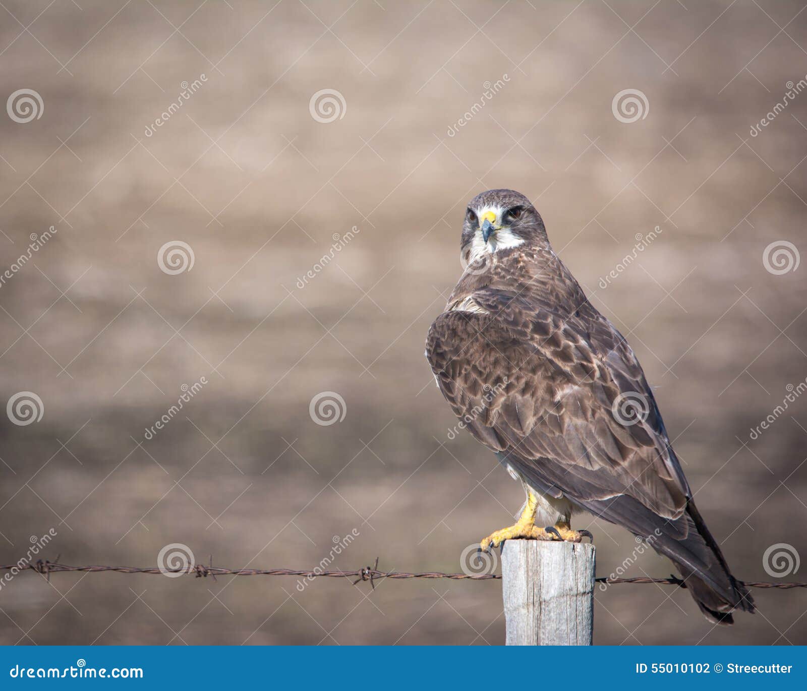 Hawk on a post stock photo. Image of majestic, post, hawk - 55010102