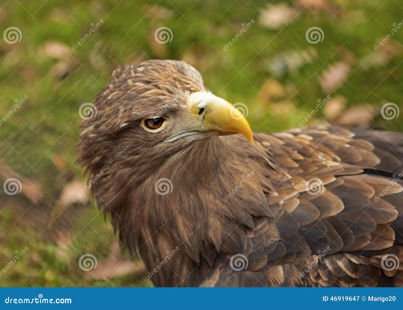Hawk. stock image. Image of beige, powerful, portrait - 46919647