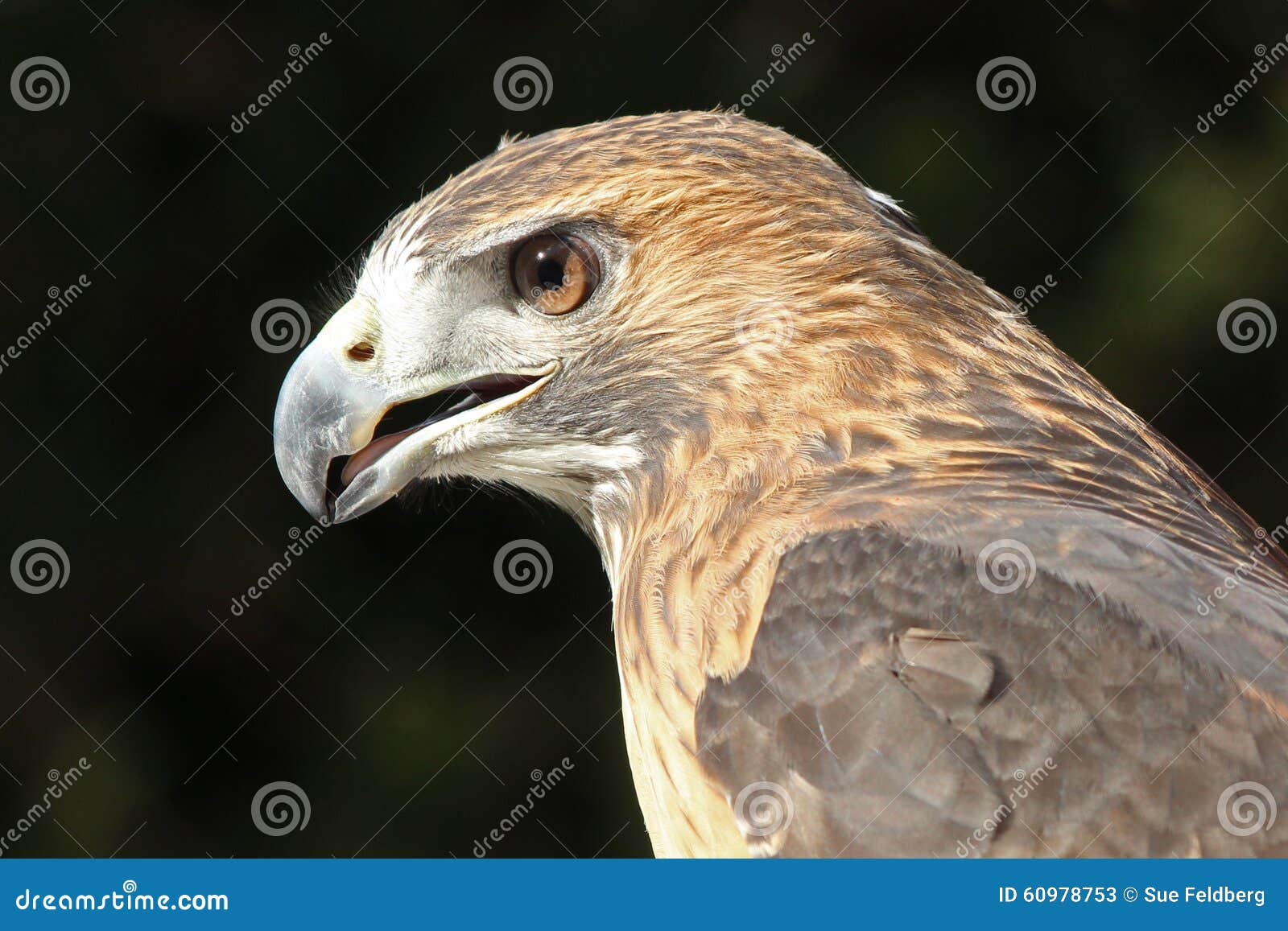 Hawk Profile stock image. Image of female, jamaicensis - 60978753
