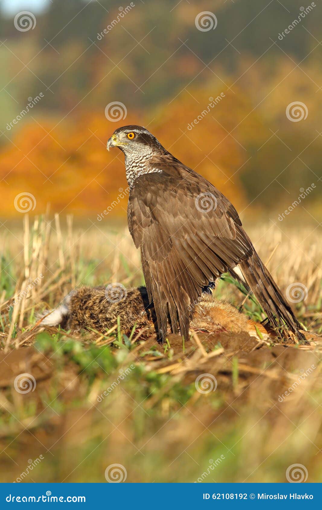 Hawk with rabbit stock photo. Image of majestic, predator - 62108192