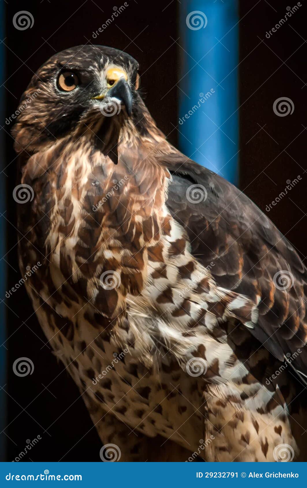 Hawk raptor stock image. Image of predator, wild, black - 29232791
