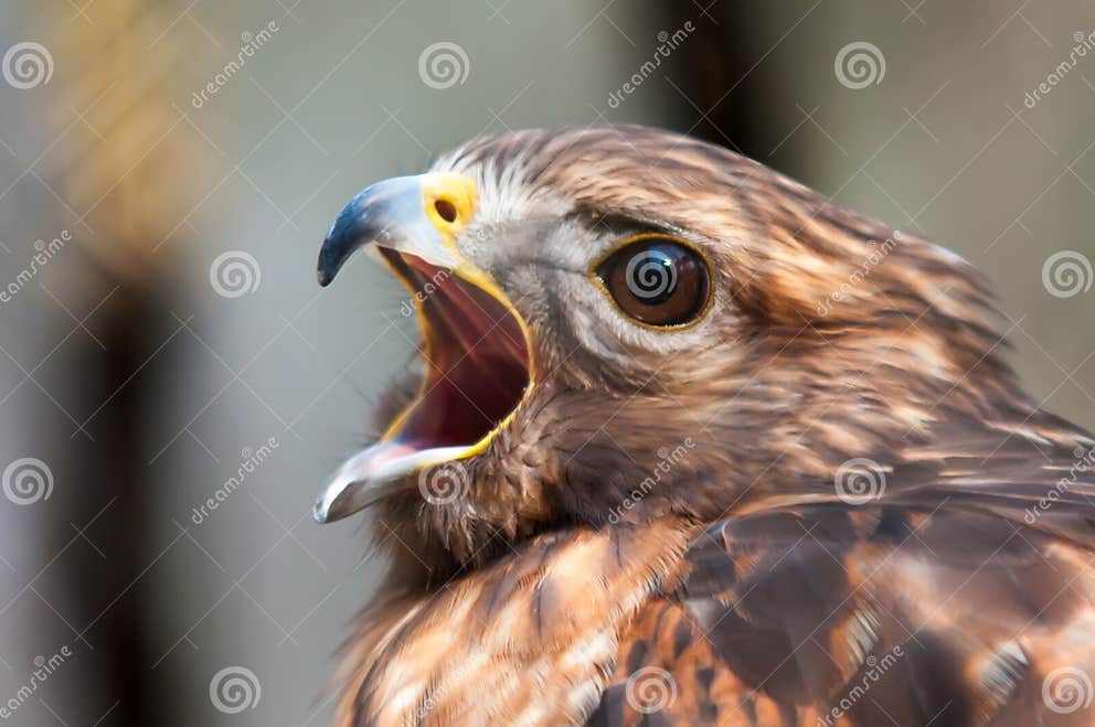 Hawk raptor stock image. Image of speed, raptor, black - 29232825