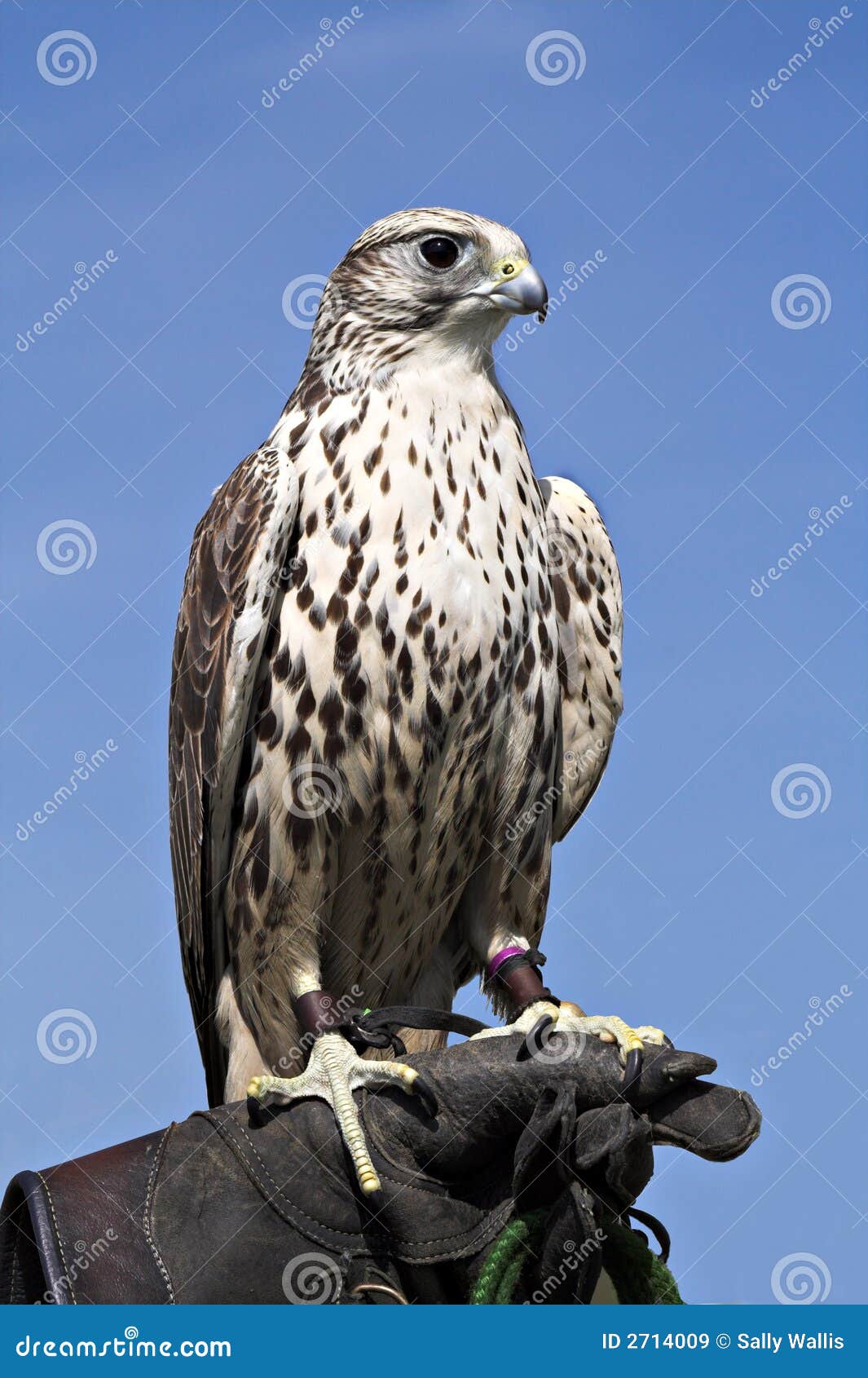 296 Regal Hawk Stock Photos - Free & Royalty-Free Stock Photos from ...