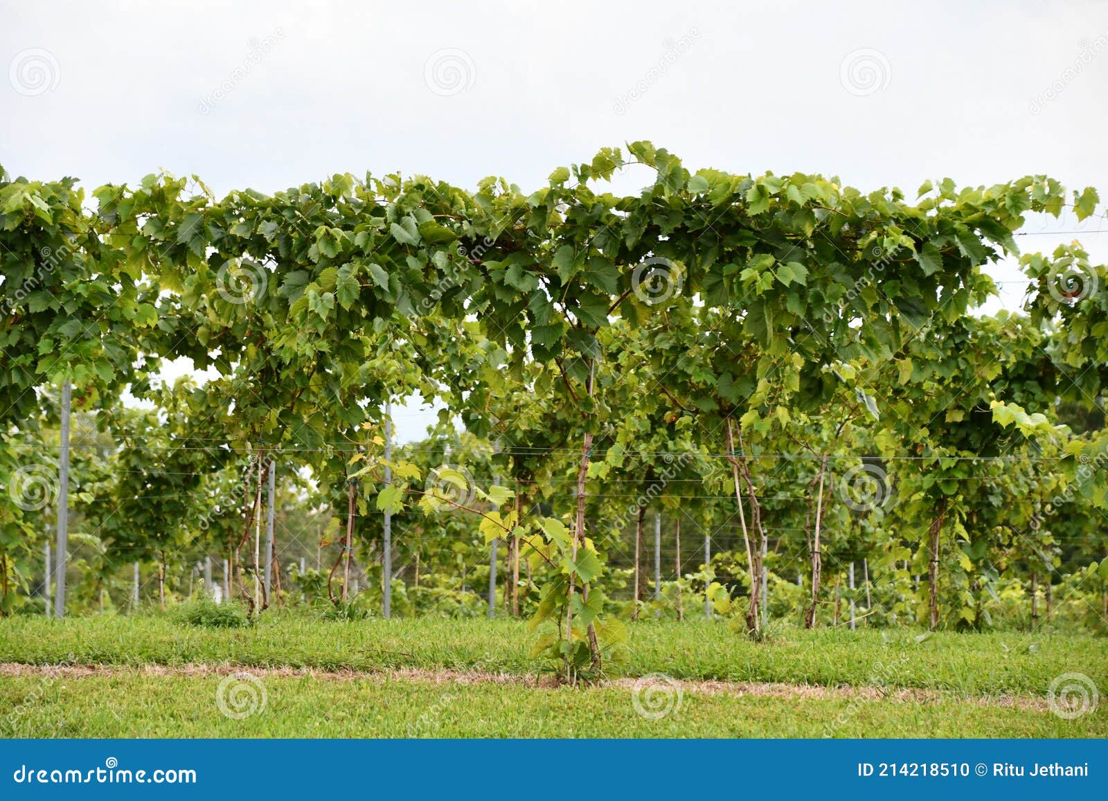 Hawk Ridge Winery in Watertown, Connecticut Stock Photo - Image of ...