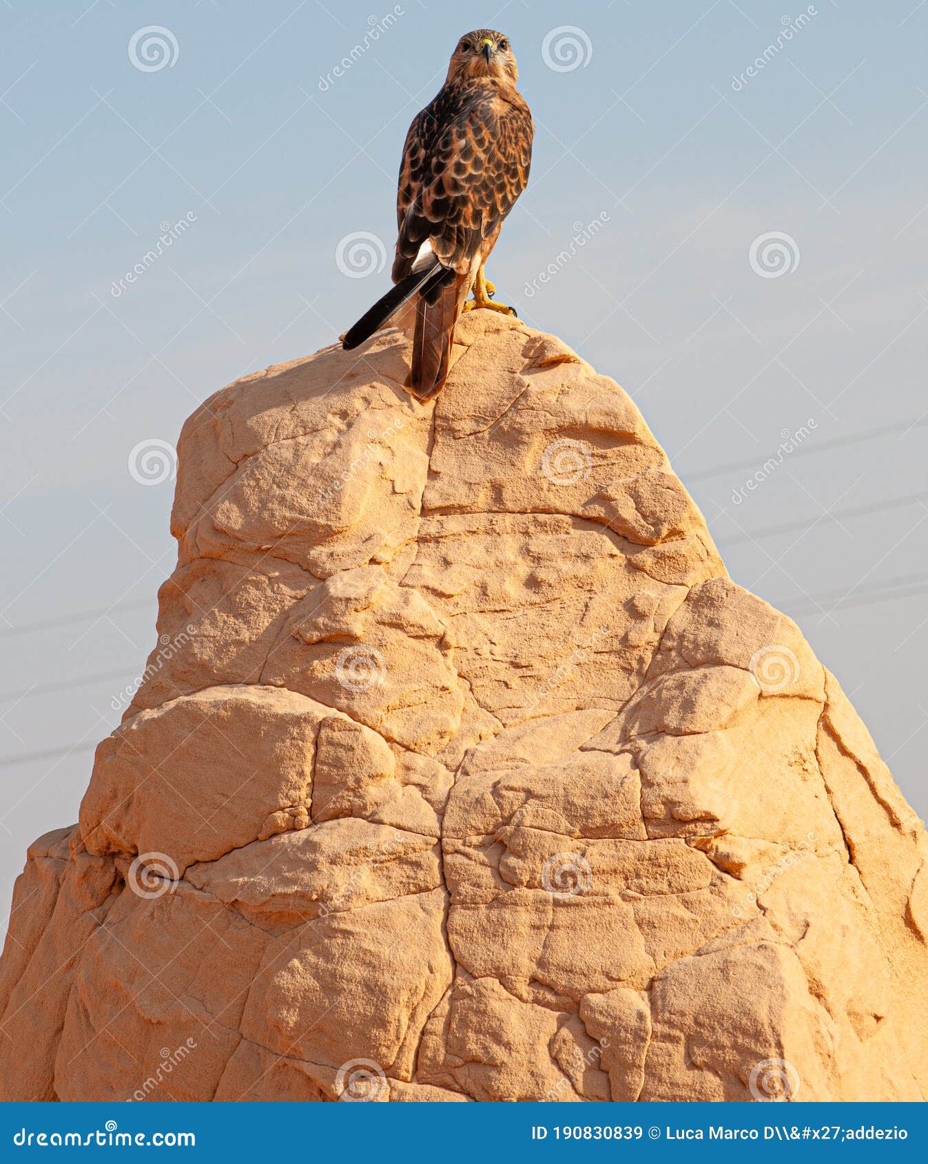 Hawk on a rock stock image. Image of rocks, animal, feathered - 190830839