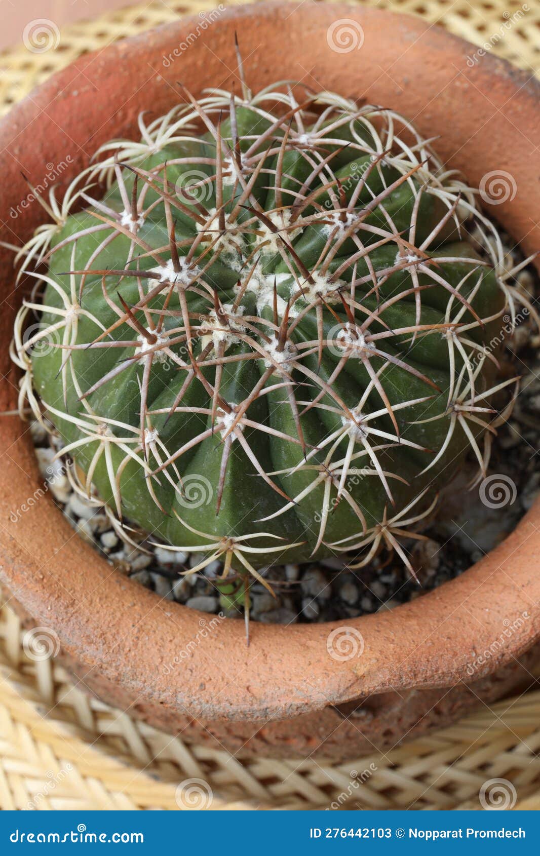 Hawk S Claw Cactus Seen from Above Stock Image - Image of claw, hawk ...