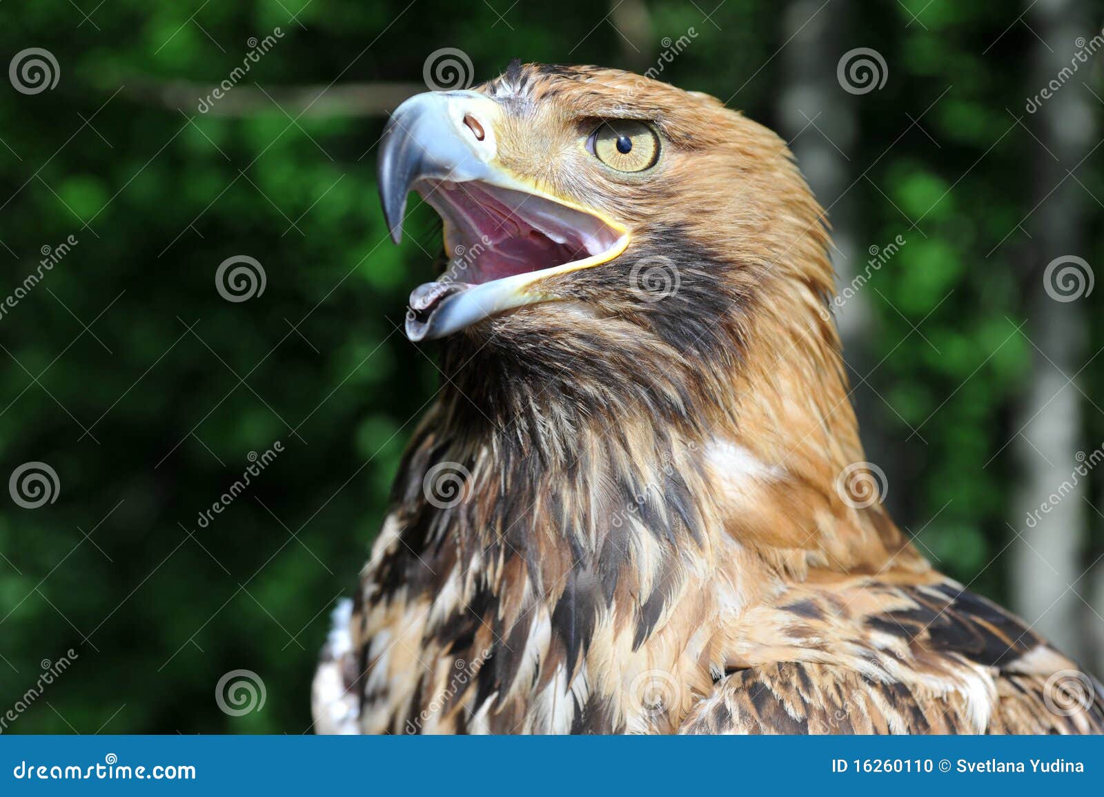 Hawk s head with open beak stock photo. Image of prey - 16260110