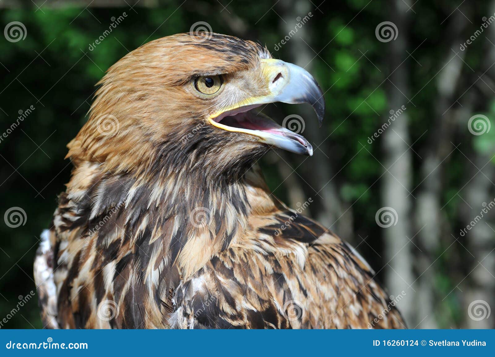 Hawk s head with open beak stock photo. Image of bill - 16260124