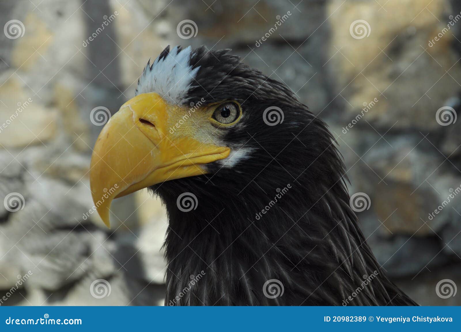 Hawk s profile stock image. Image of face, fowl, strength - 20982389