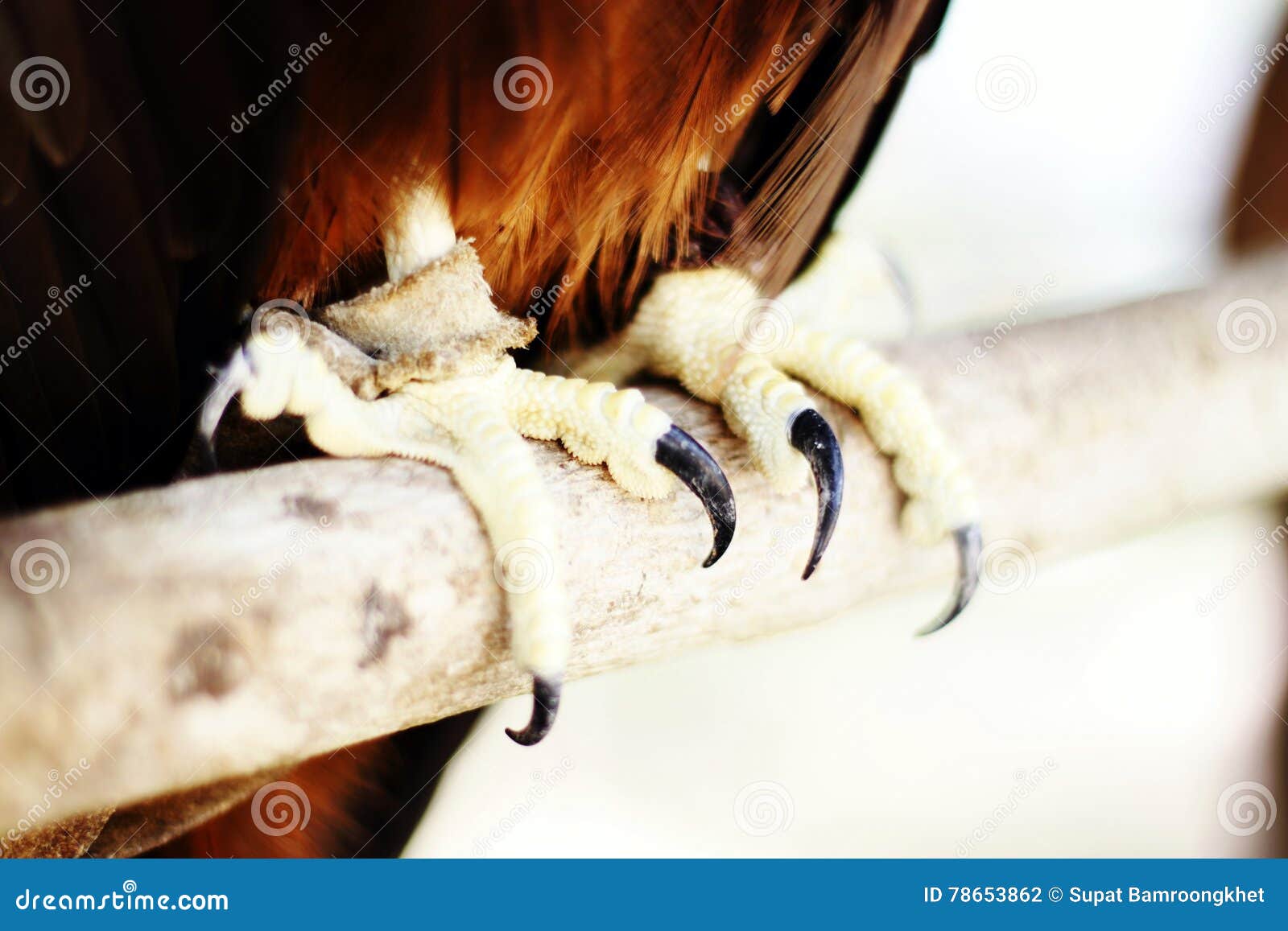 Hawk sharp claws. stock photo. Image of danger, claws - 78653862