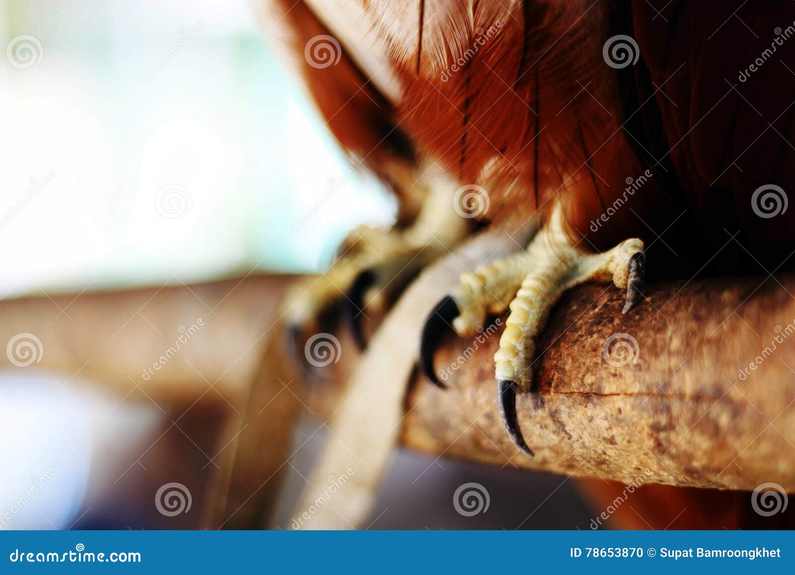 Hawk sharp claws stock photo. Image of danger, hawk, terrible - 78653870