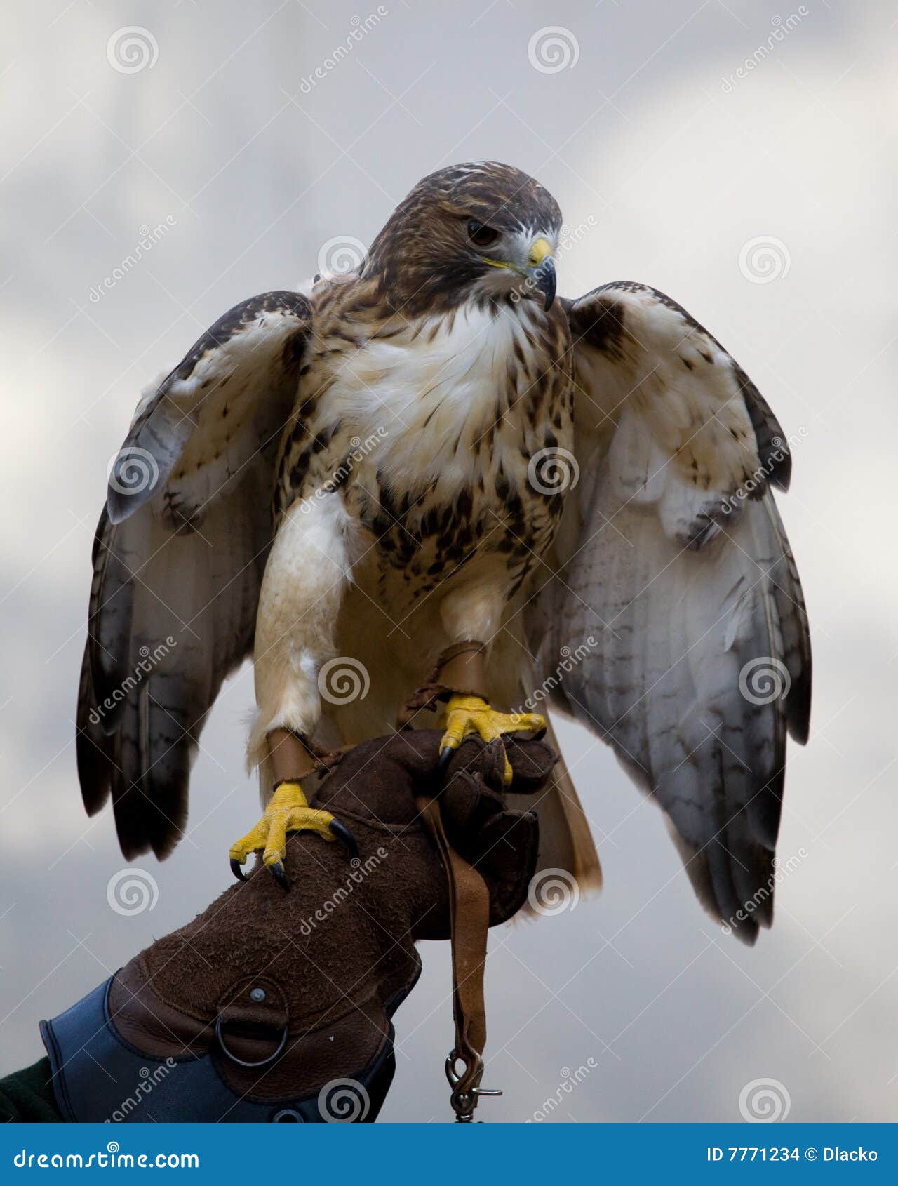 Hawk sitting stock photo. Image of hand, wings, bird, beak - 7771234