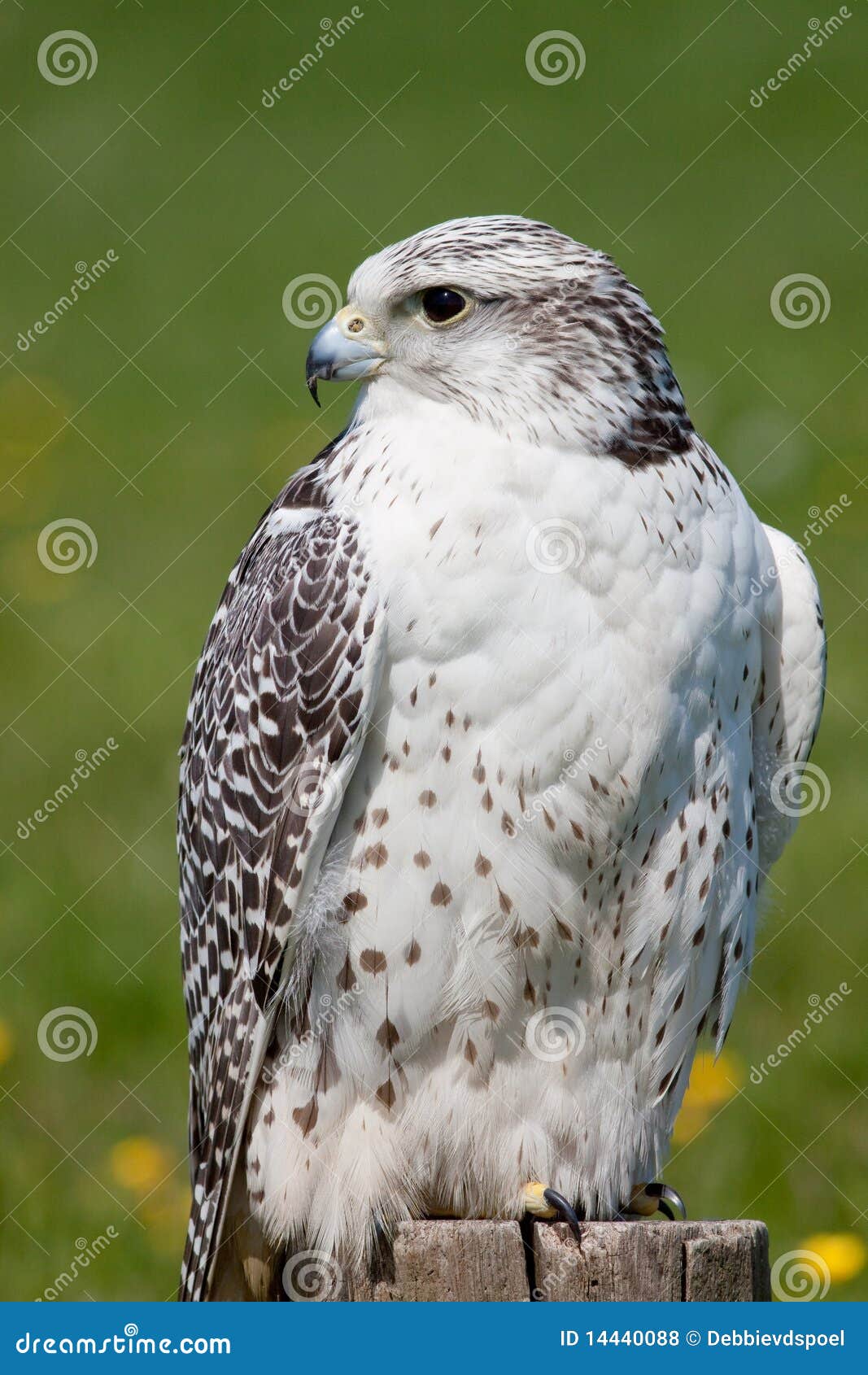 Hawk sitting on branch stock photo. Image of nature, wing - 14440088