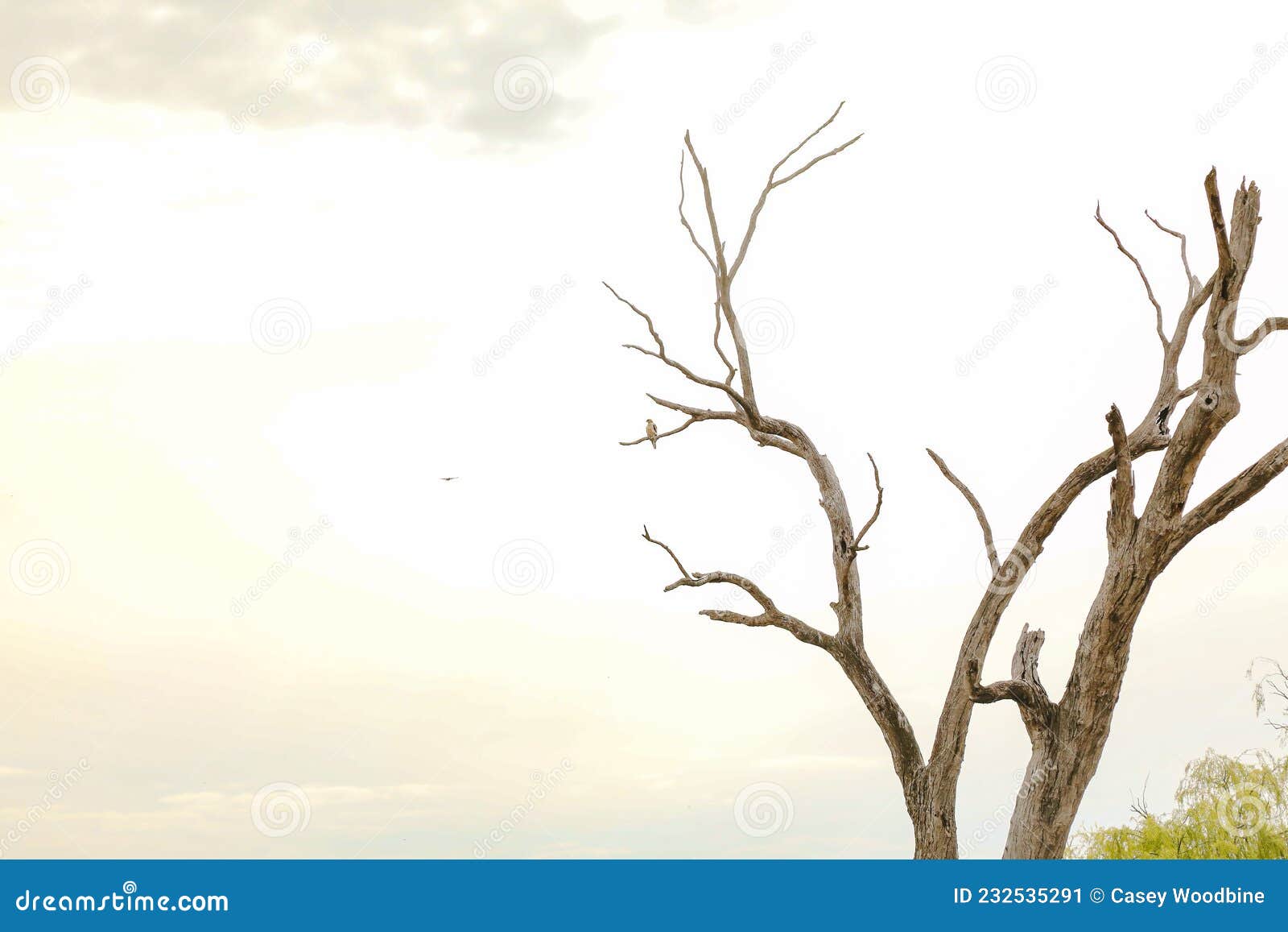 Hawk Sitting on Branch in Dead Tree on Overcast Day Stock Image - Image ...