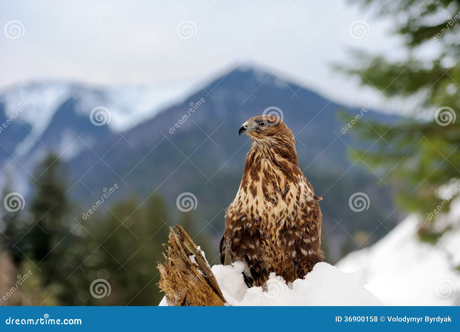 Hawk stock photo. Image of bird, raptor, wings, eagle - 36900158