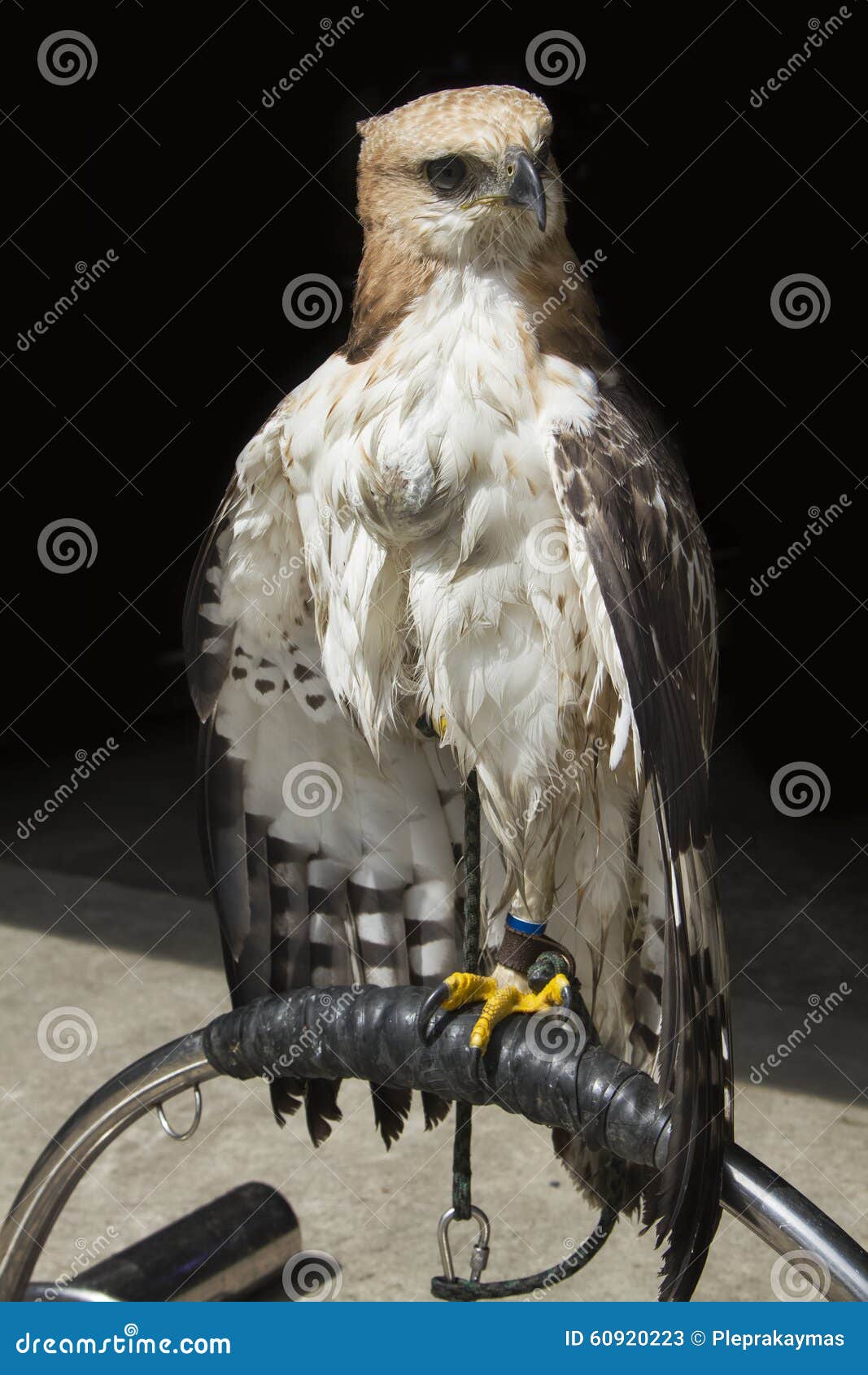 Hawk sitting on branch stock image. Image of predator - 60920223