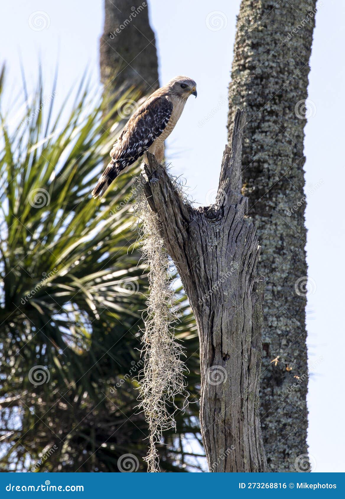 A Hawk Sitting And Defecting From A Pole Royalty-Free Stock Photo ...