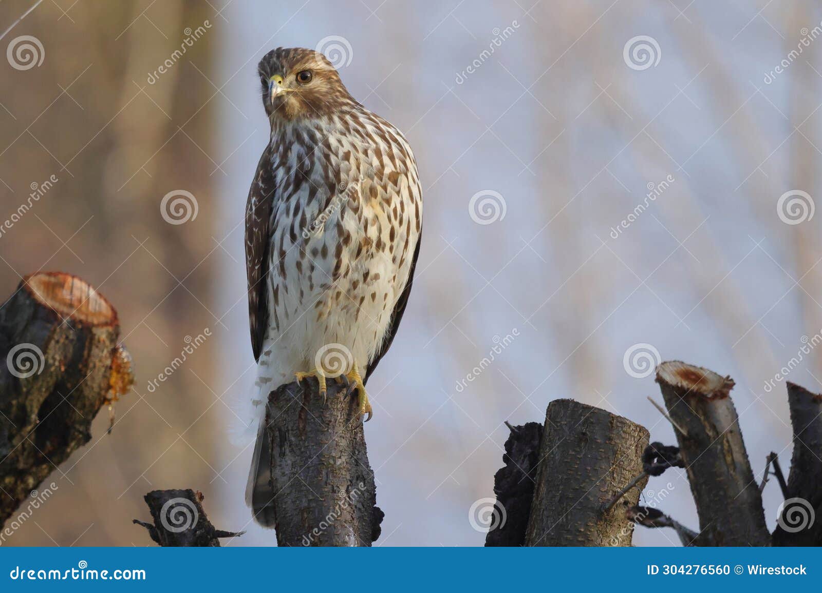 A Hawk Sitting on the Branches of Some Trees Looking Over the Horizon ...