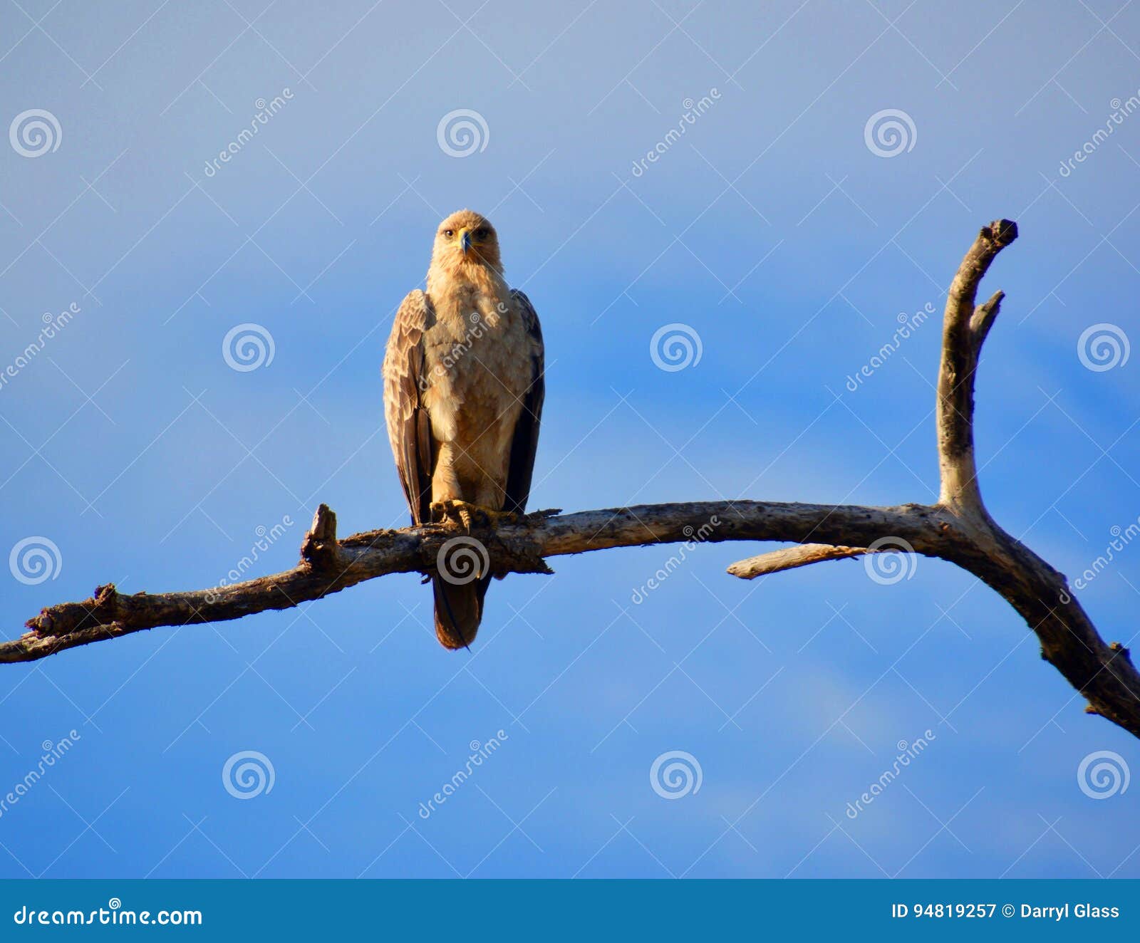 Hawk Sitting on a Dead Branch Stock Image - Image of wild, branch: 94819257