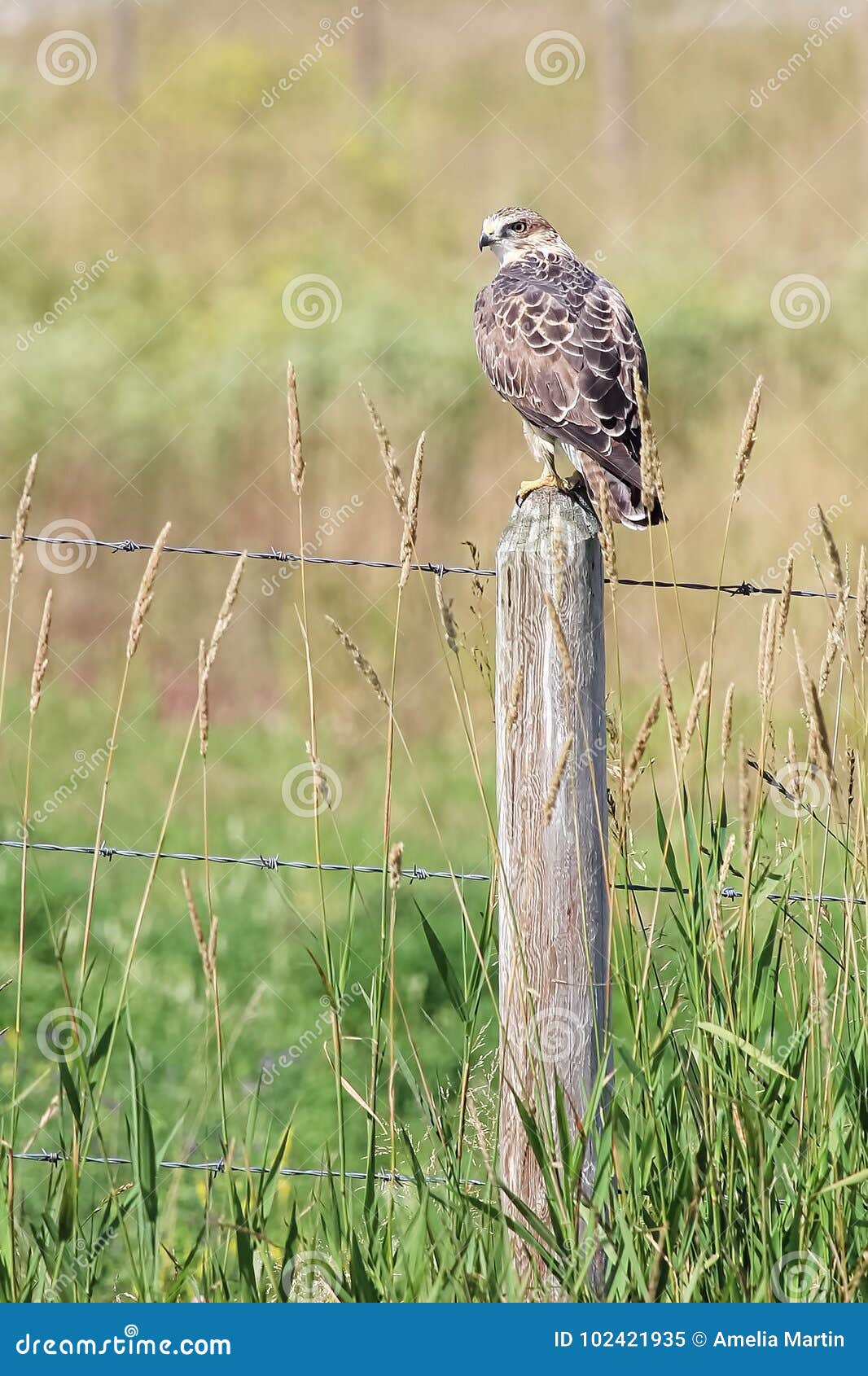 A Hawk Sitting on a Fence Post Hunting Stock Image - Image of fence ...