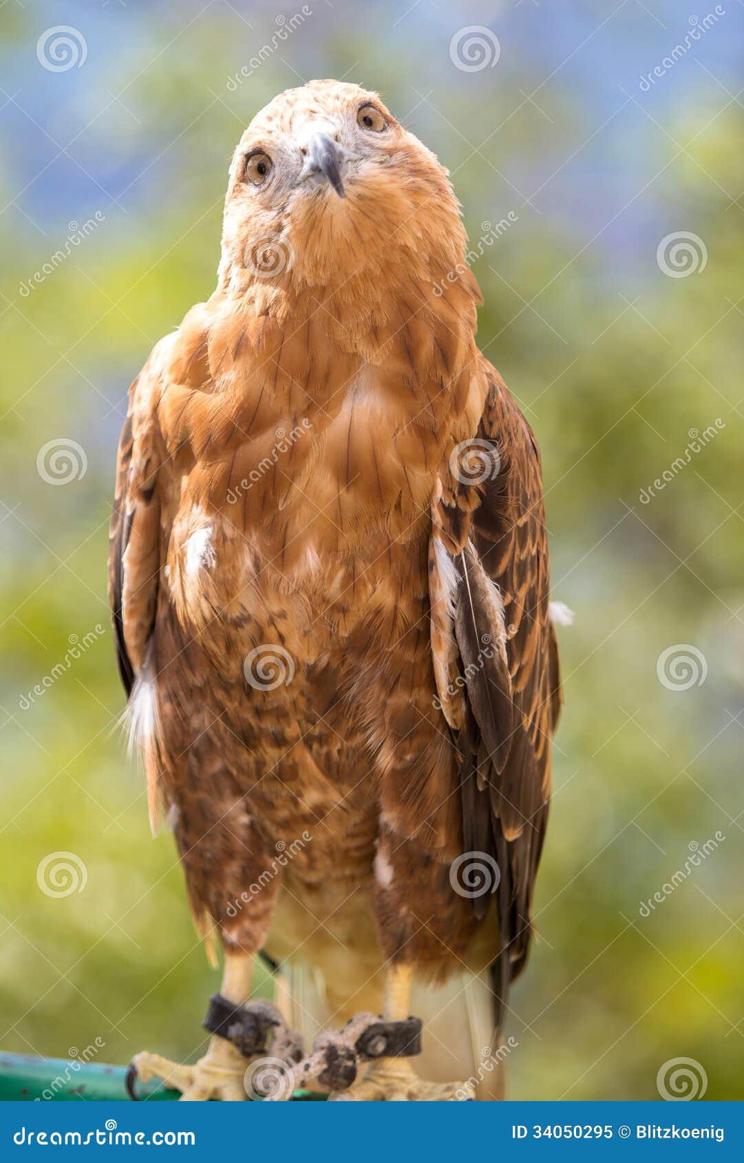 Hawk stock image. Image of accipiter, outdoor, beautiful - 34050295