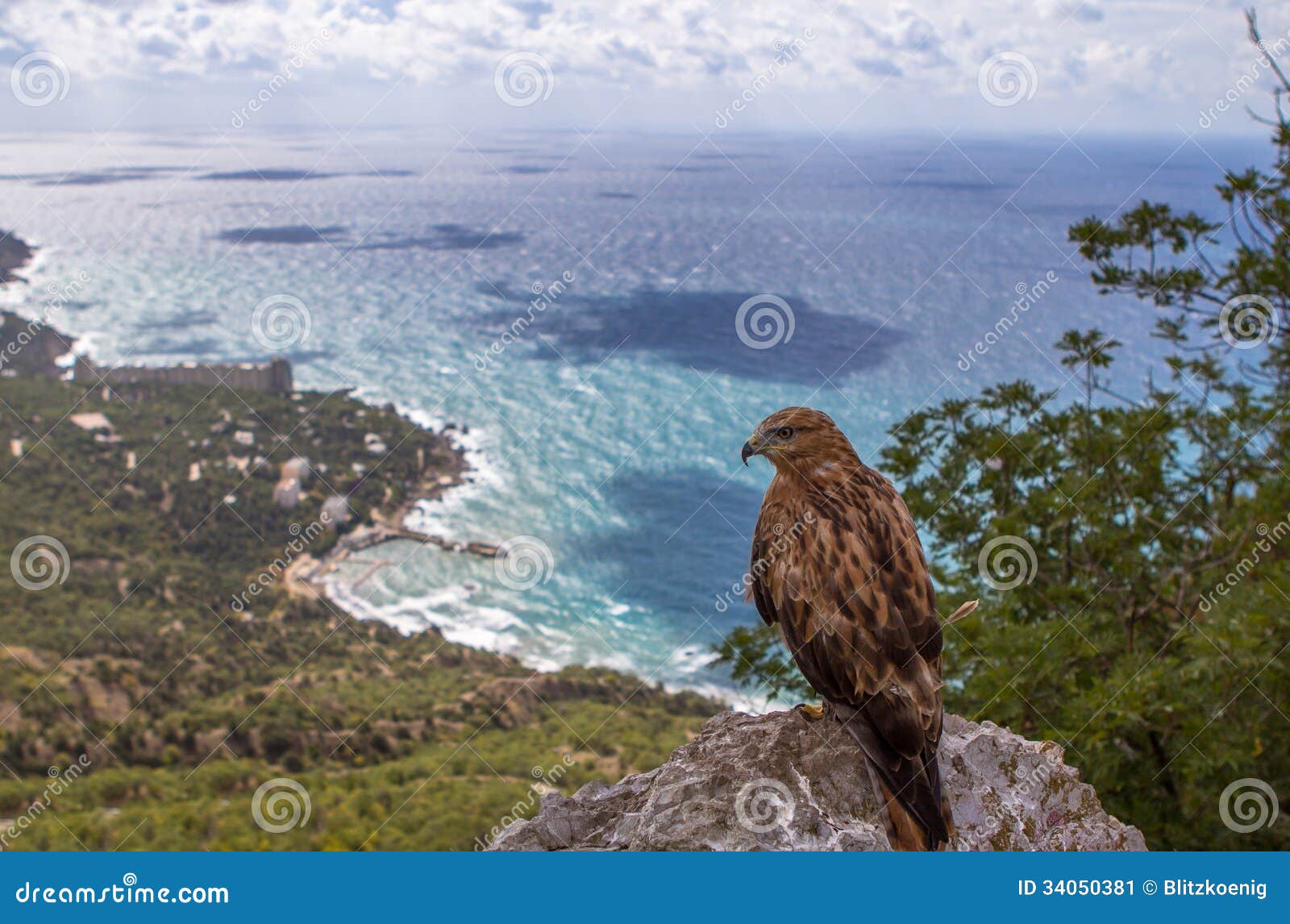 Hawk stock image. Image of birds, harris, branch, hawk - 34050381