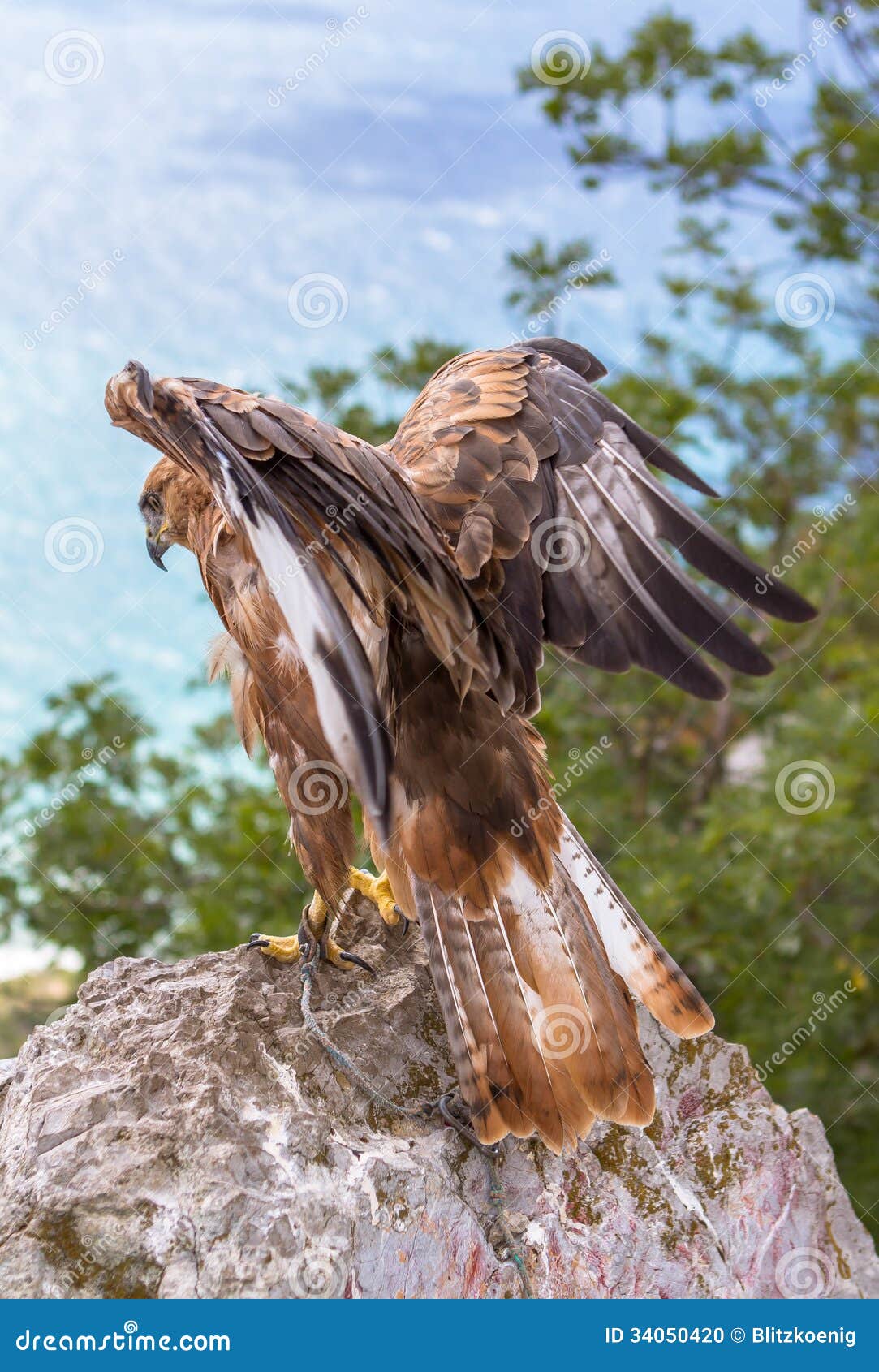 Hawk stock photo. Image of eagle, beautiful, accipiter - 34050420