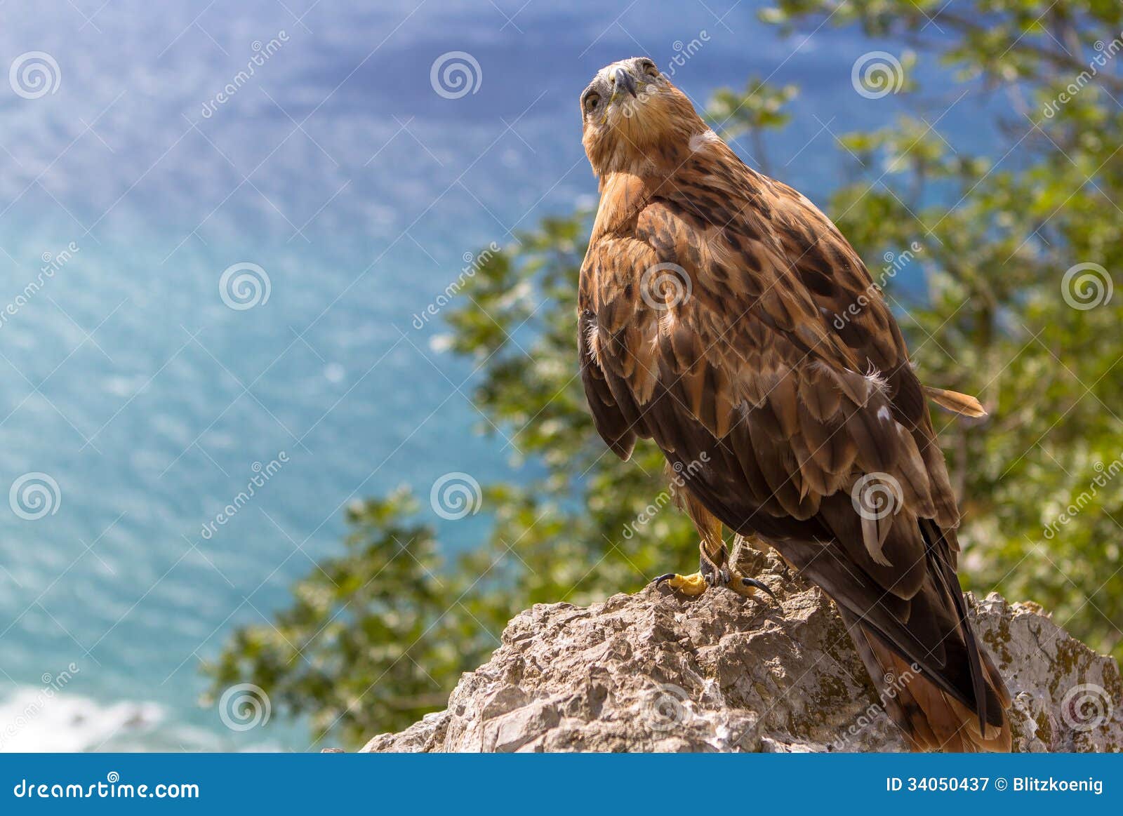 Hawk stock image. Image of claw, eagle, hawk, animals - 34050437