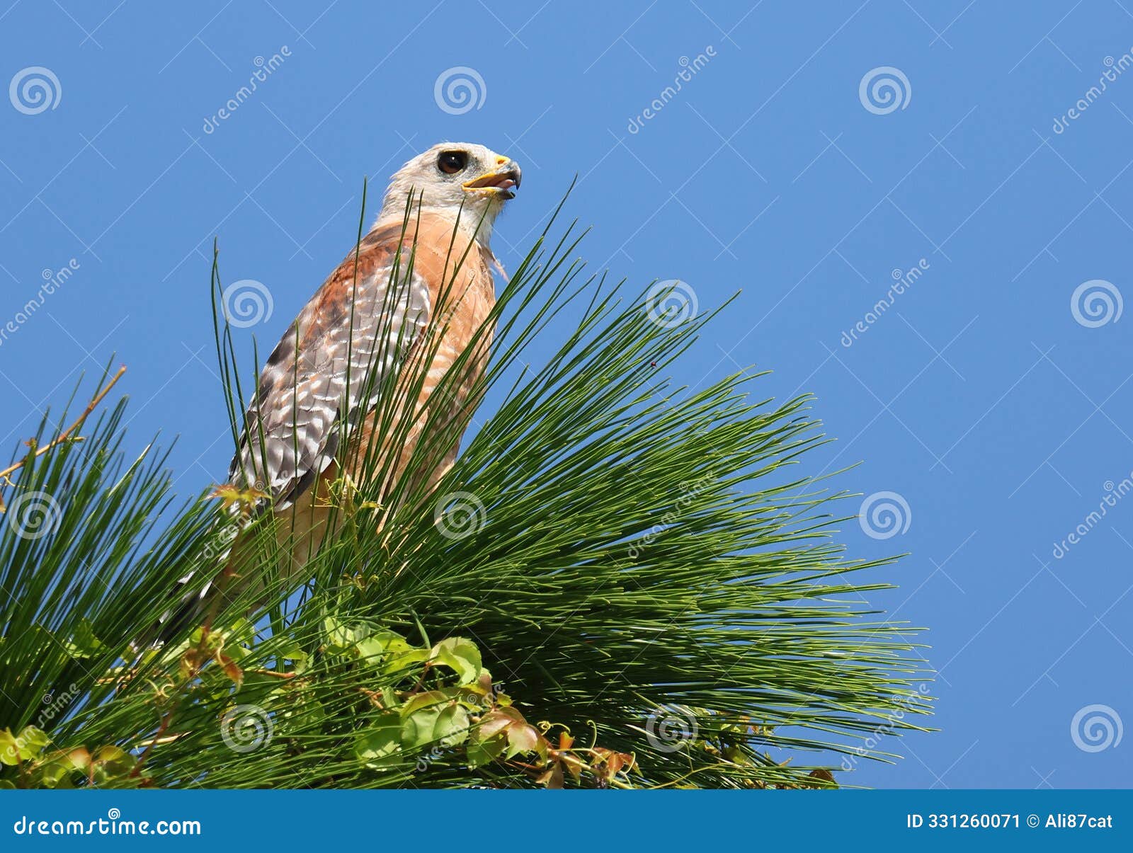 Hawk Sitting in the Top of a Tree Stock Image - Image of jungle, wing ...