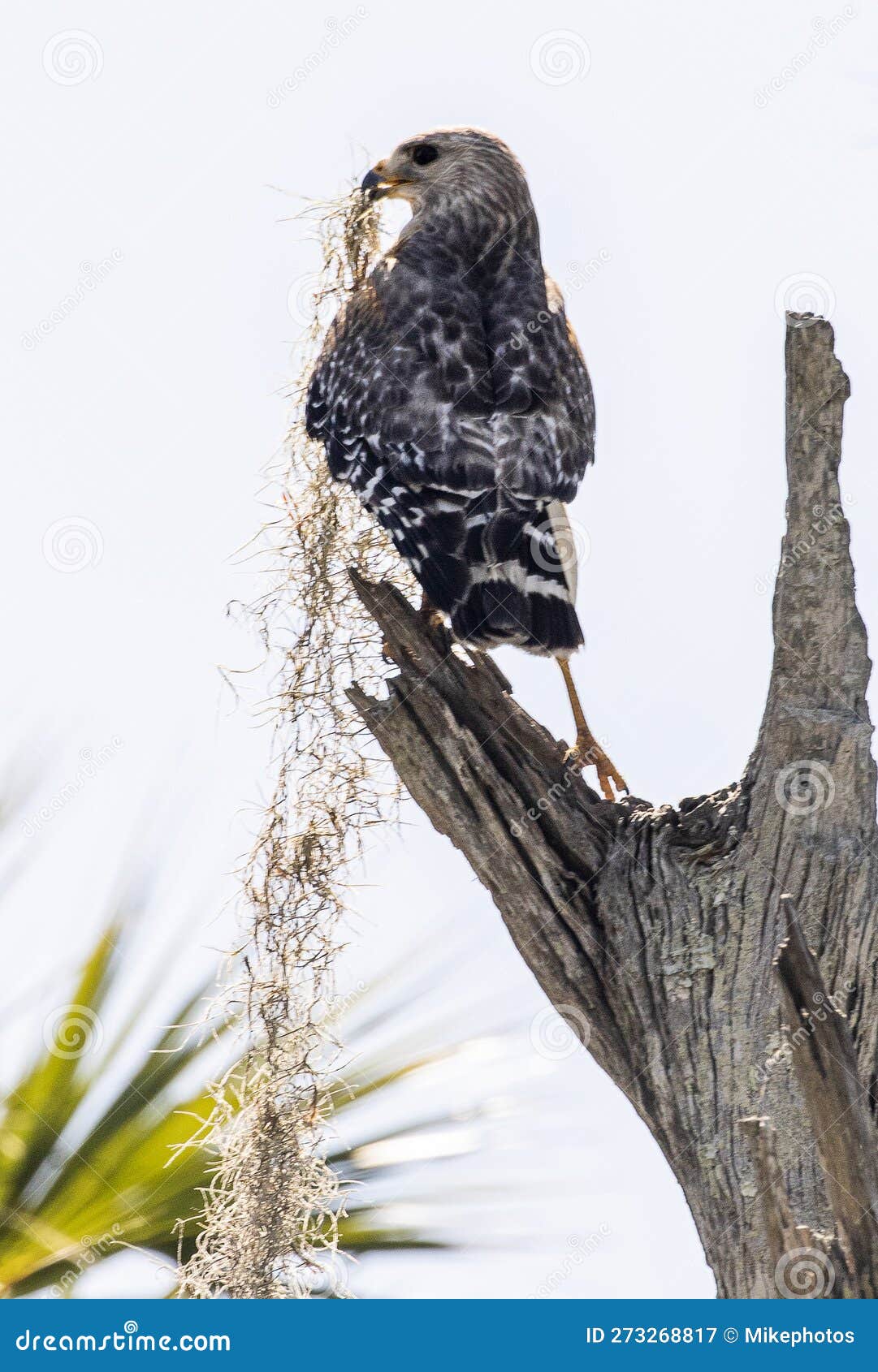 Hawk sitting in tree stock image. Image of hawk, nature - 273268817