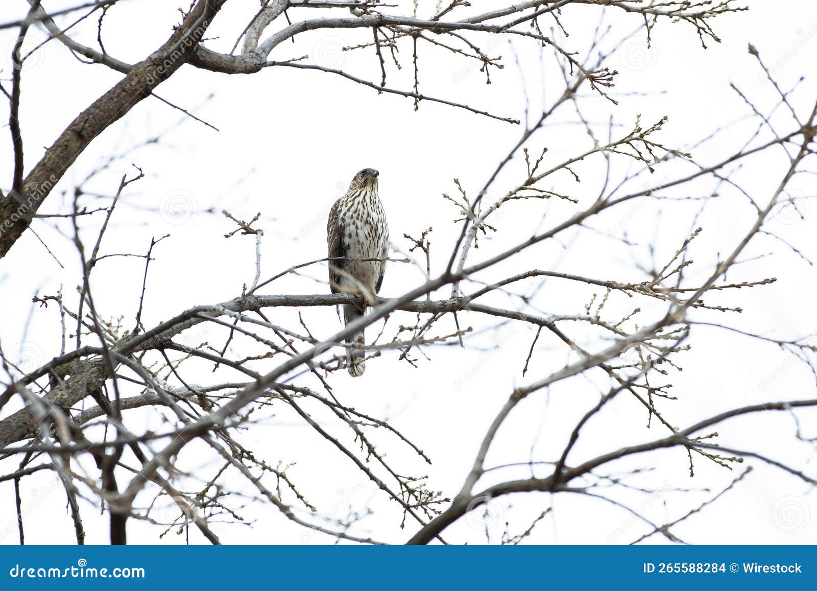Hawk Sitting on Tree Branch Against Blur White Background Stock Photo ...