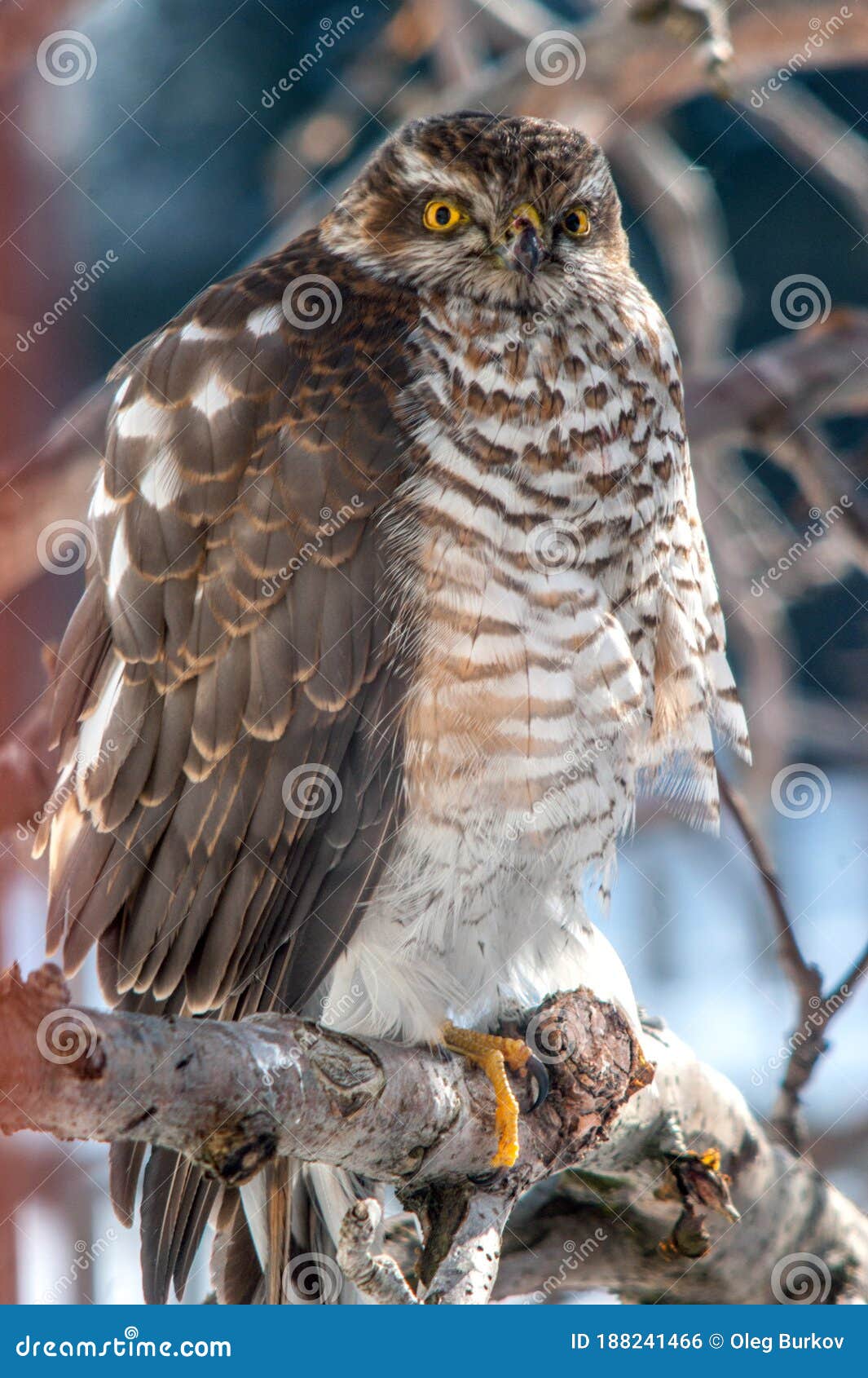 A Hawk is Sitting in a Tree, Close-up Stock Photo - Image of hawk ...