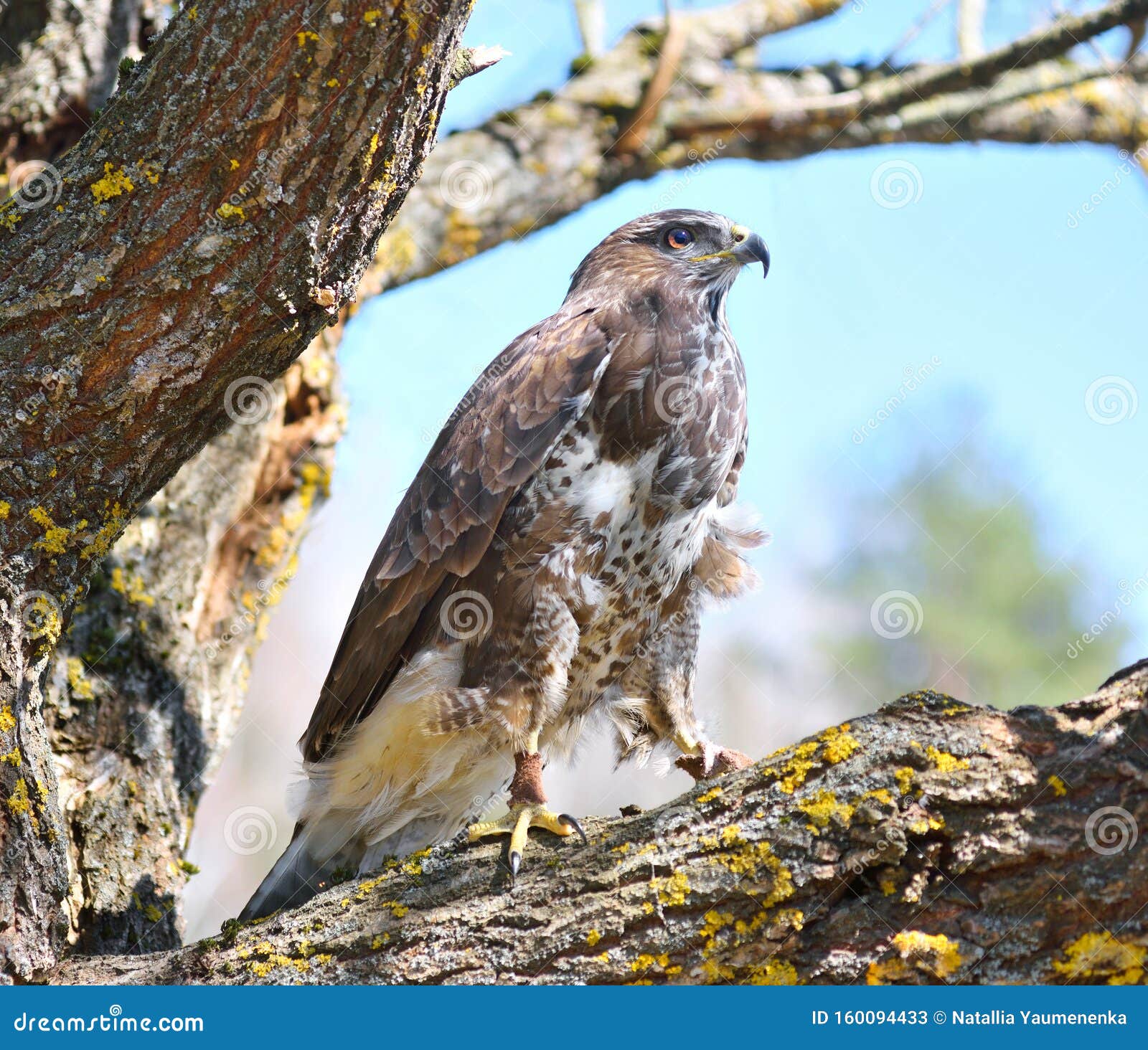 Hawk sitting on a tree stock image. Image of prey, tailed - 160094433