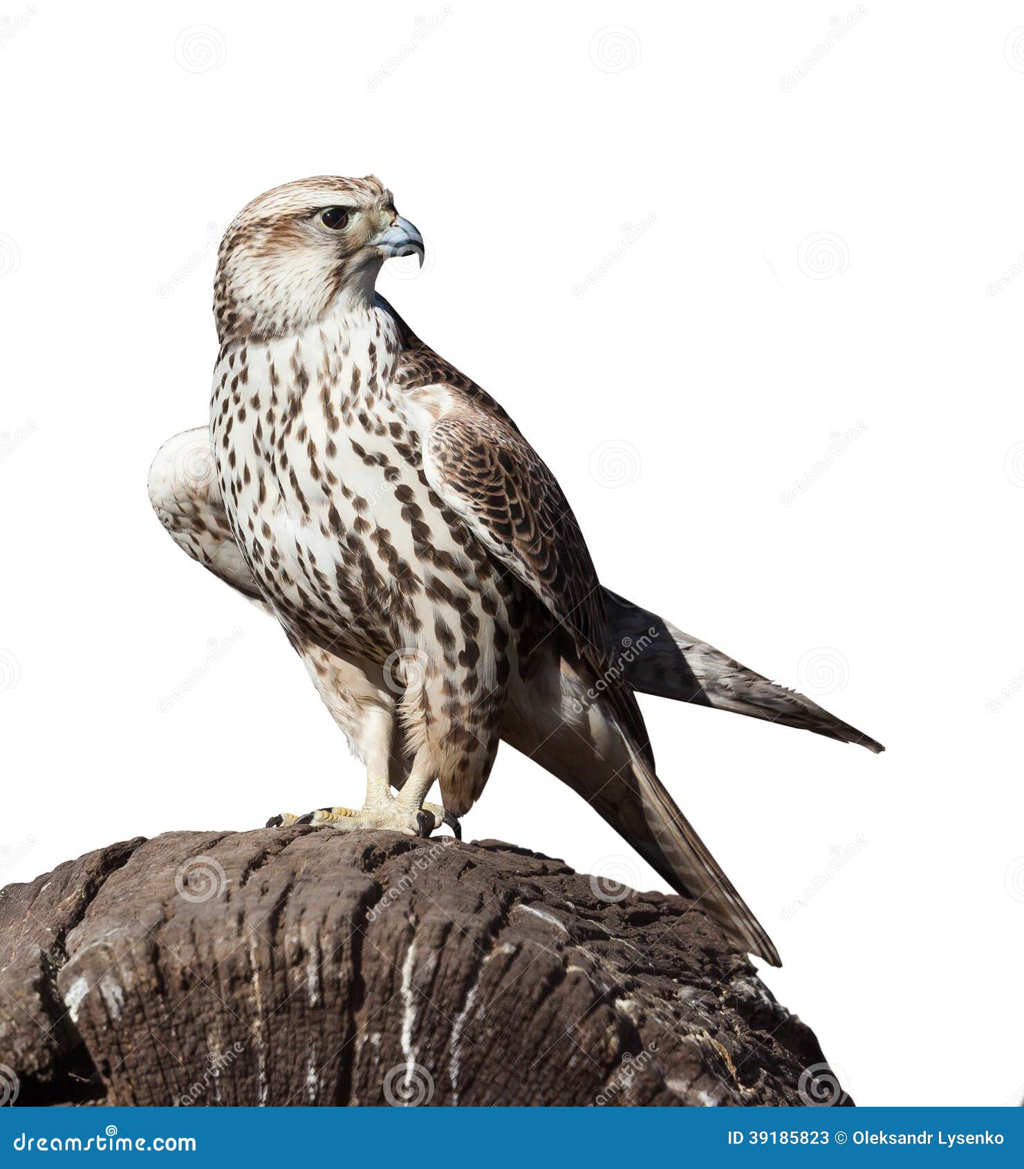 Hawk Sitting on a Tree Stump, Isolated Stock Image - Image of brown ...