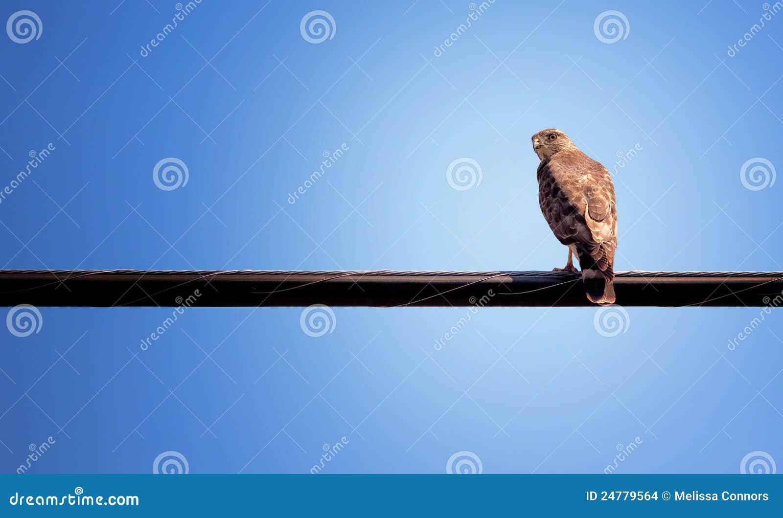 Hawk Sitting on Wire stock photo. Image of animal, bird - 24779564