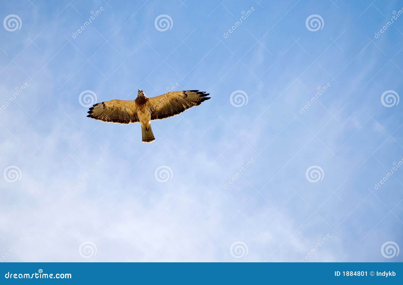 Hawk in the sky stock image. Image of predator, bird, fowl - 1884801