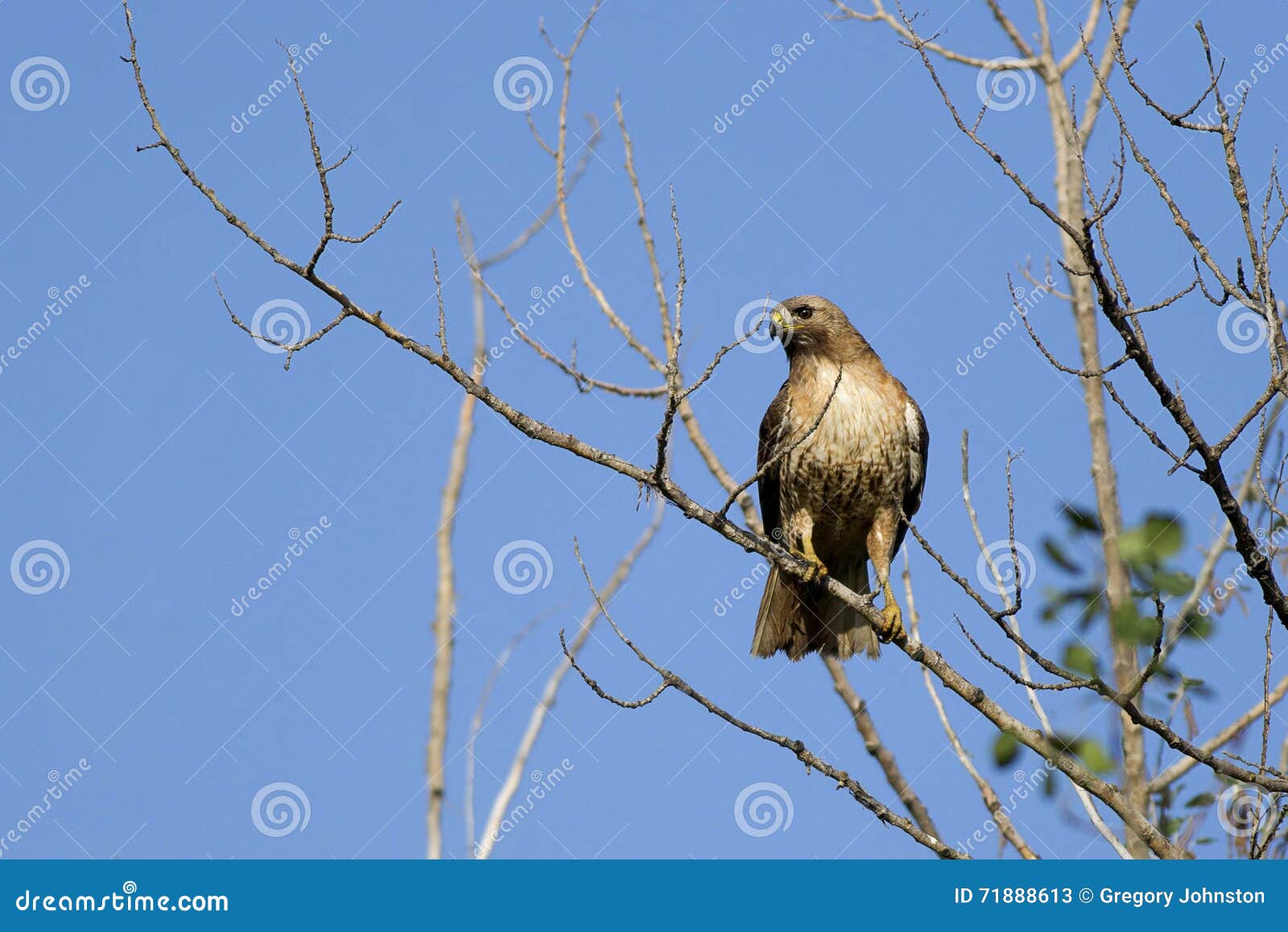Hawk on small branch. stock image. Image of perch, fauna - 71888613