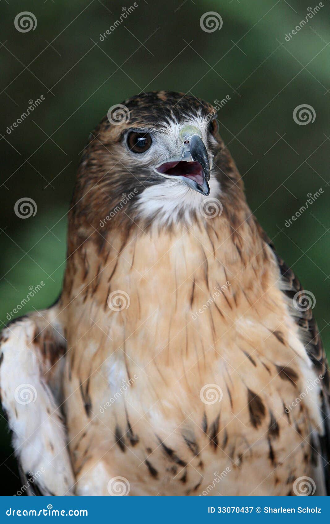 Hawk stock image. Image of hawk, woods, bird, wings, flying - 33070437