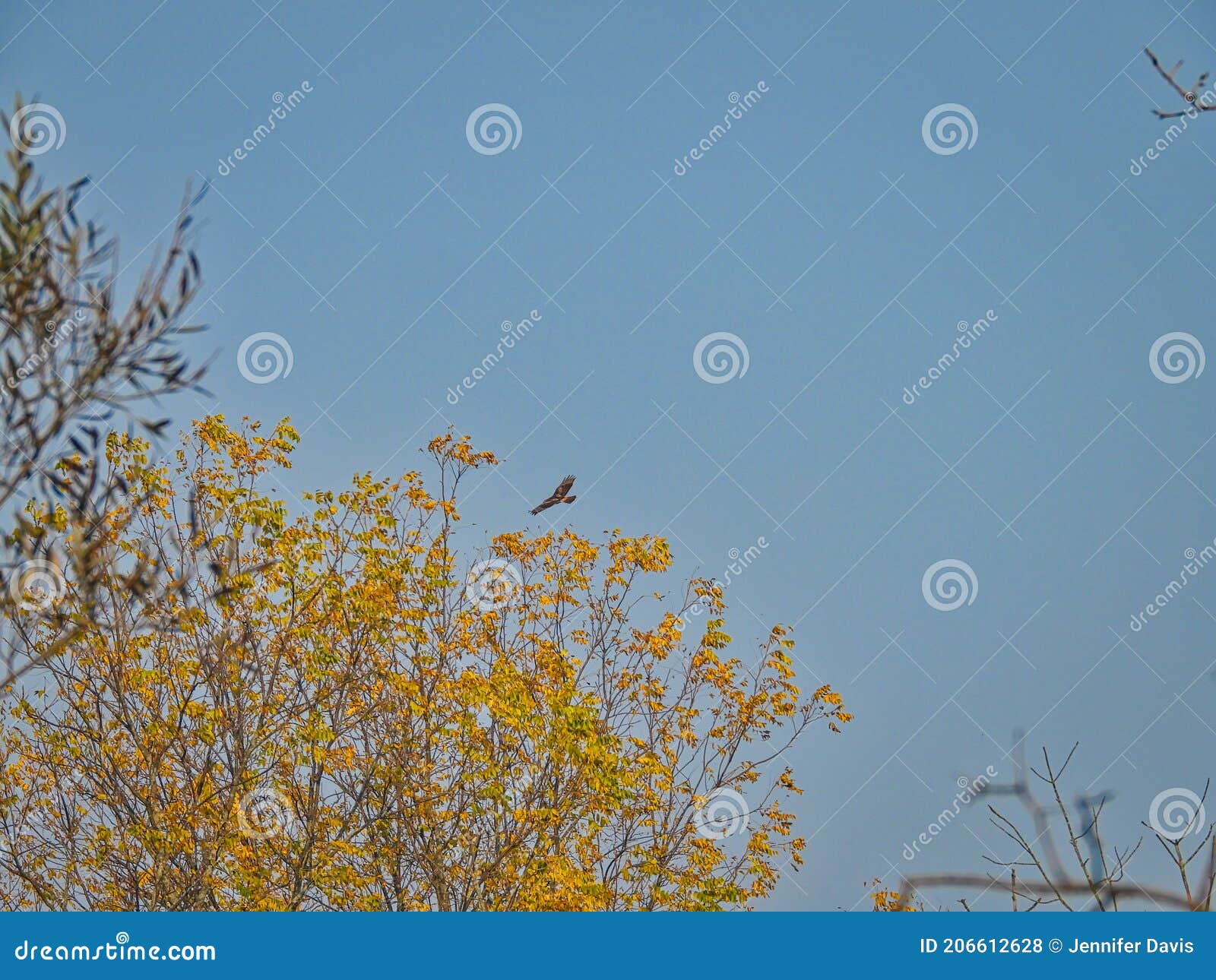 Hawk Soaring Above Trees: Red-tailed Hawk Bird of Prey Soars Above a ...