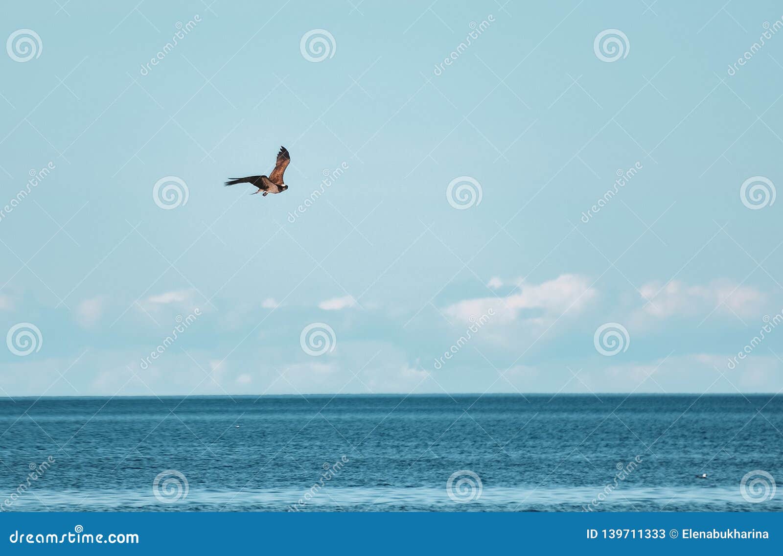Hawk Soaring Above the Water and Hunting for Fish Stock Image - Image ...