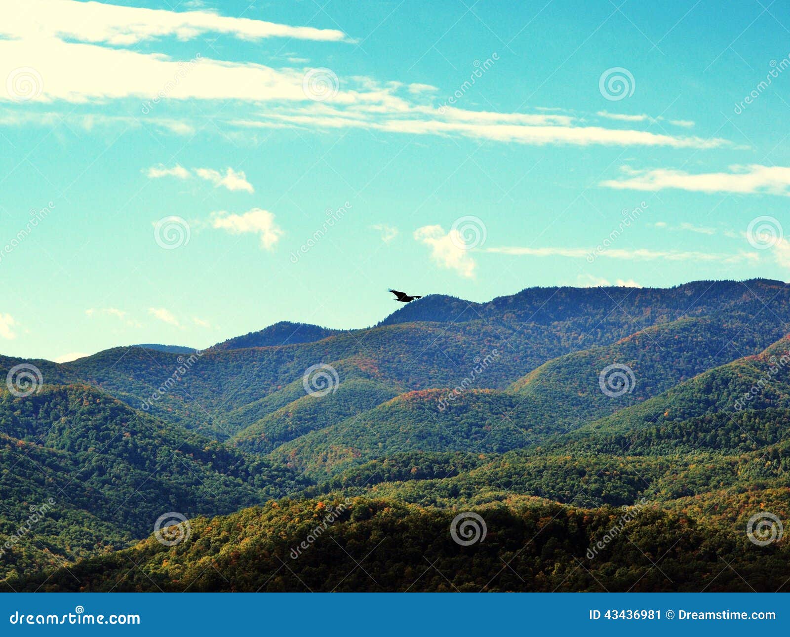 Hawk Soaring Over Tree Covered Mountain Range Stock Image - Image of ...